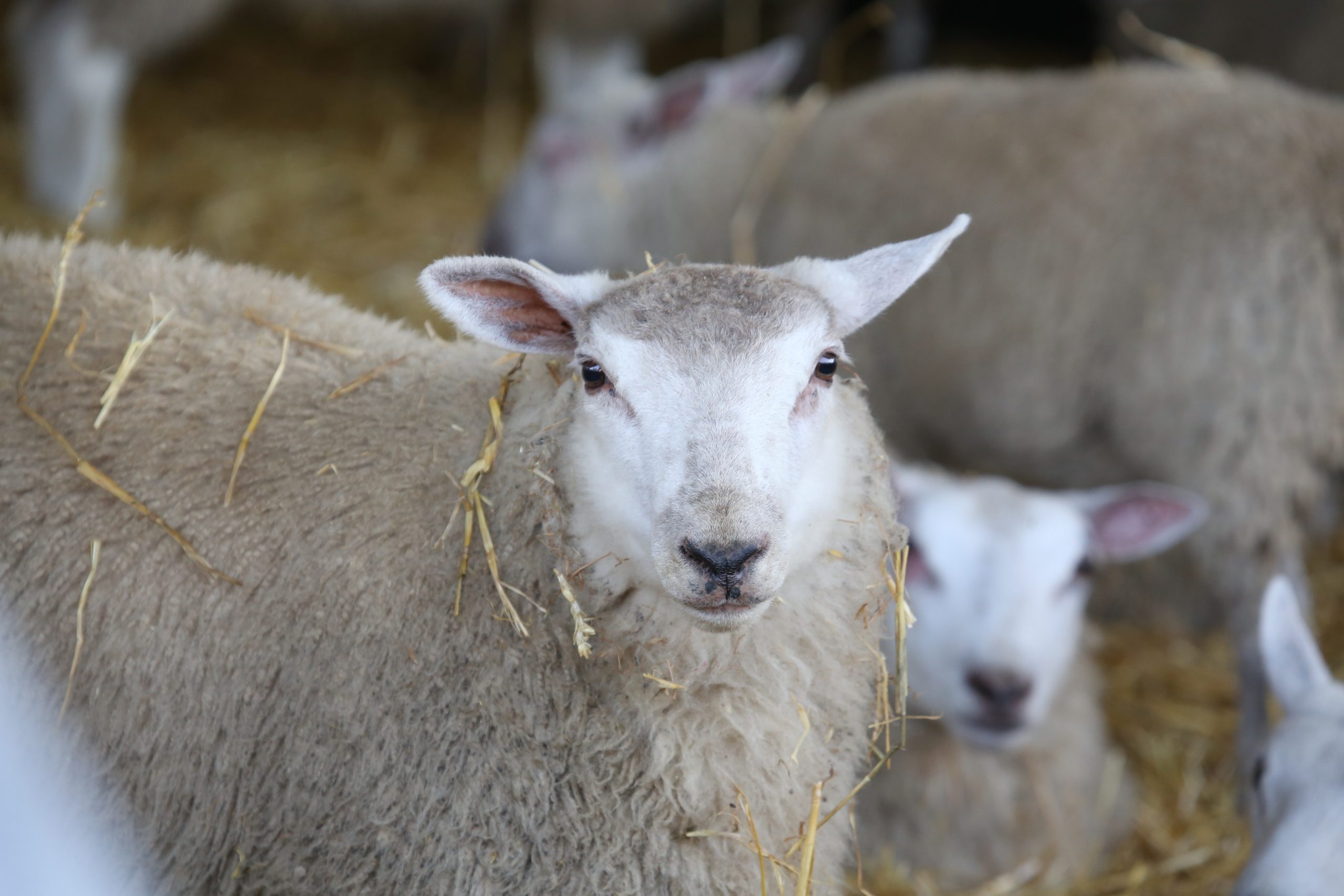 Sheep & Goats | Cannon Hall Farm