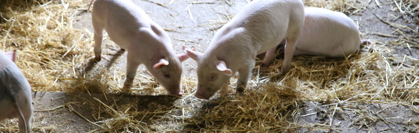 Pigs | Cannon Hall Farm