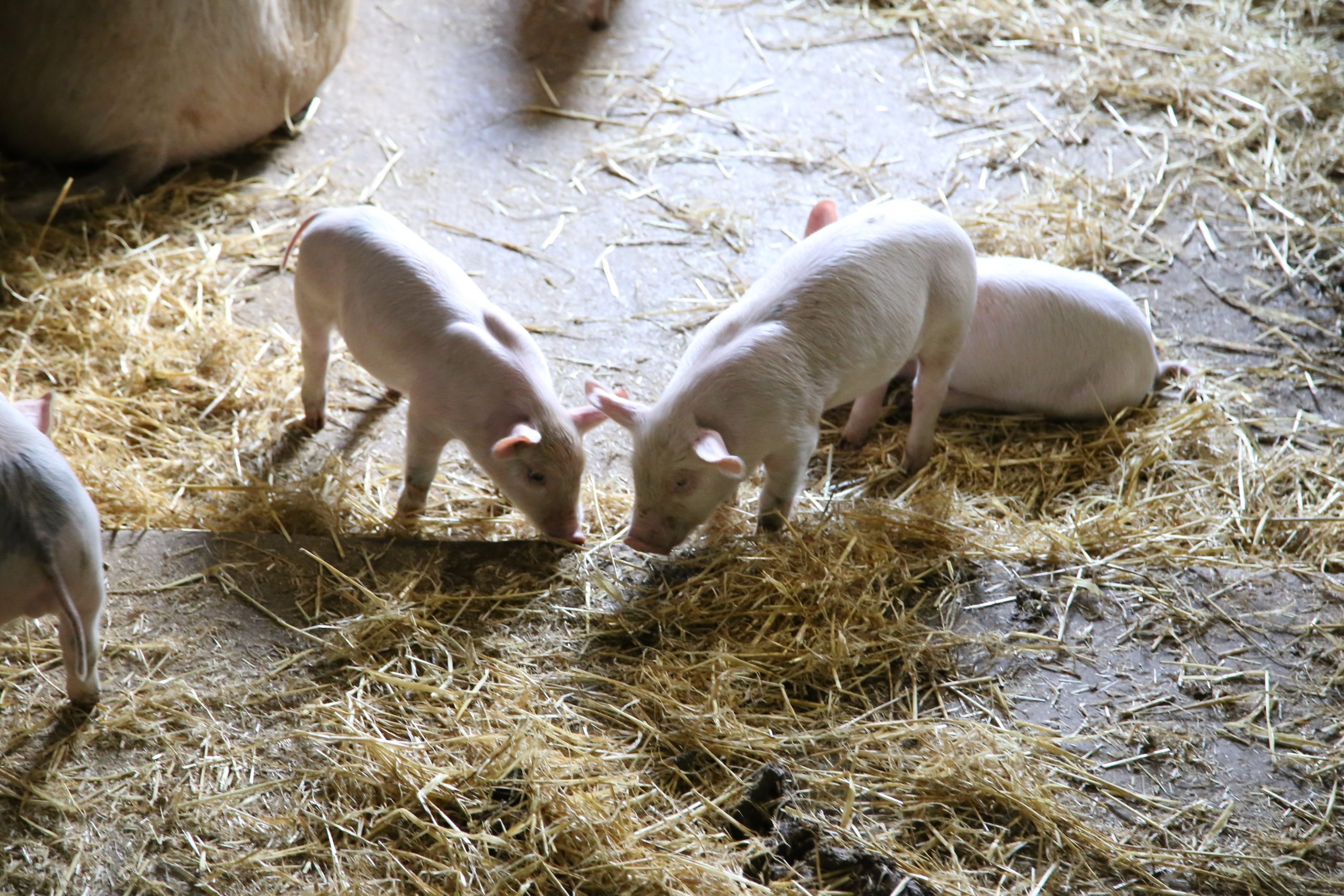Pigs | Cannon Hall Farm