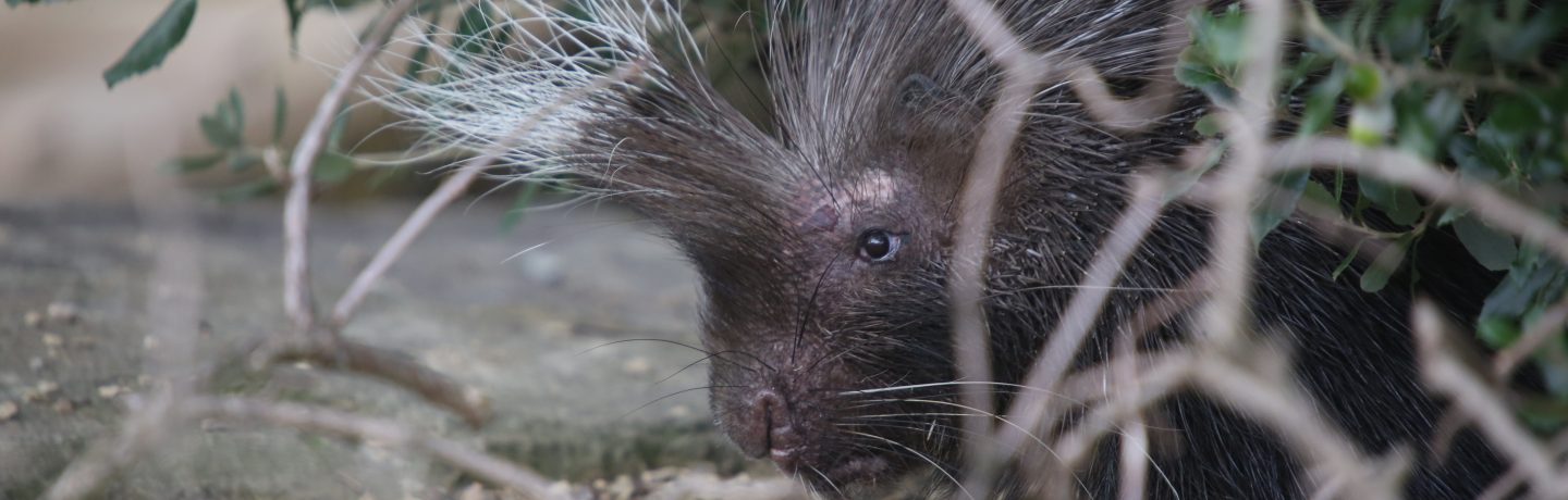 Our porcupine Spike! | Cannon Hall Farm