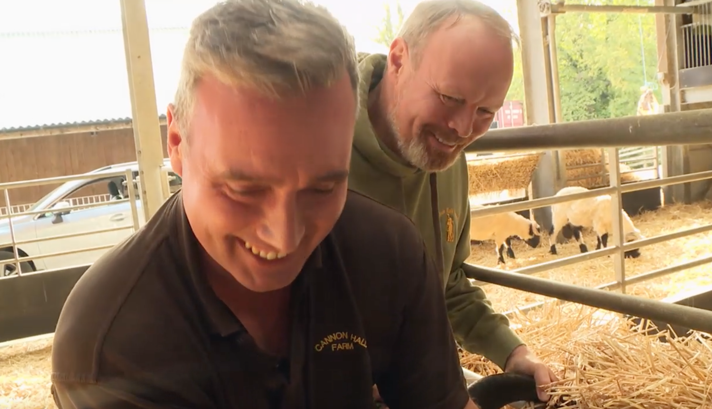 Arnie the Ram’s Fertility Test | Cannon Hall Farm