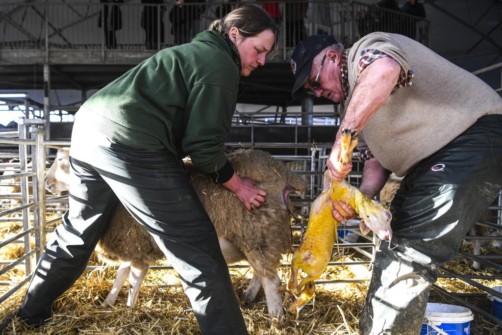 Finding Nemo | Cannon Hall Farm