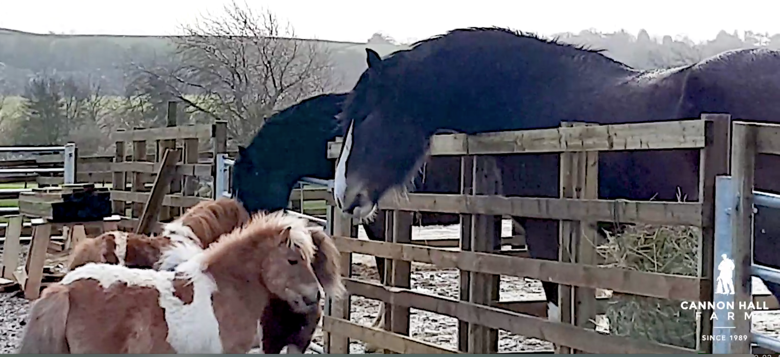 Pony Run Out | Cannon Hall Farm