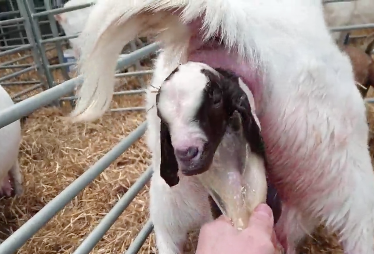 Close-up goat kidding! | Cannon Hall Farm