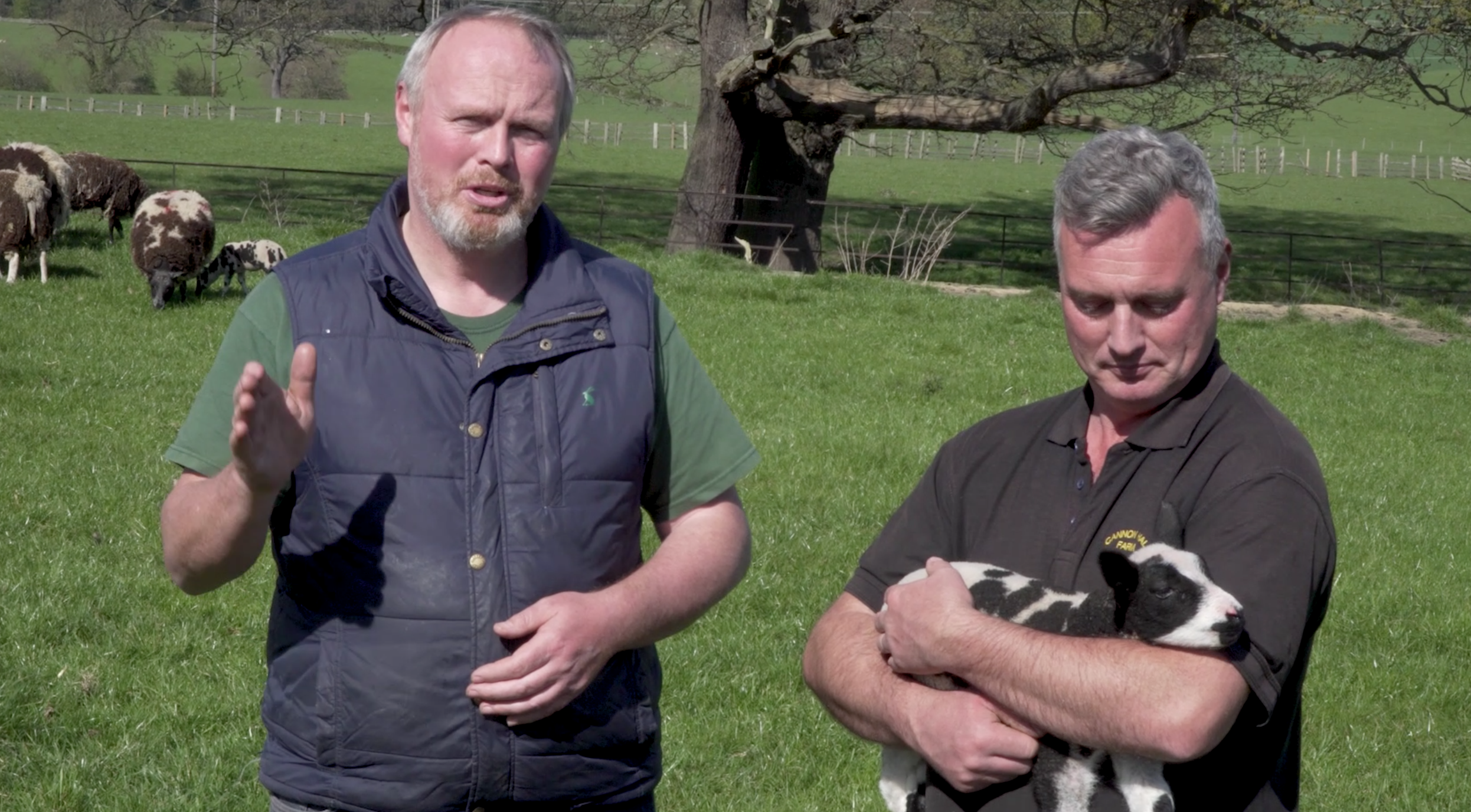 Dutch Spotted Lambs | Cannon Hall Farm