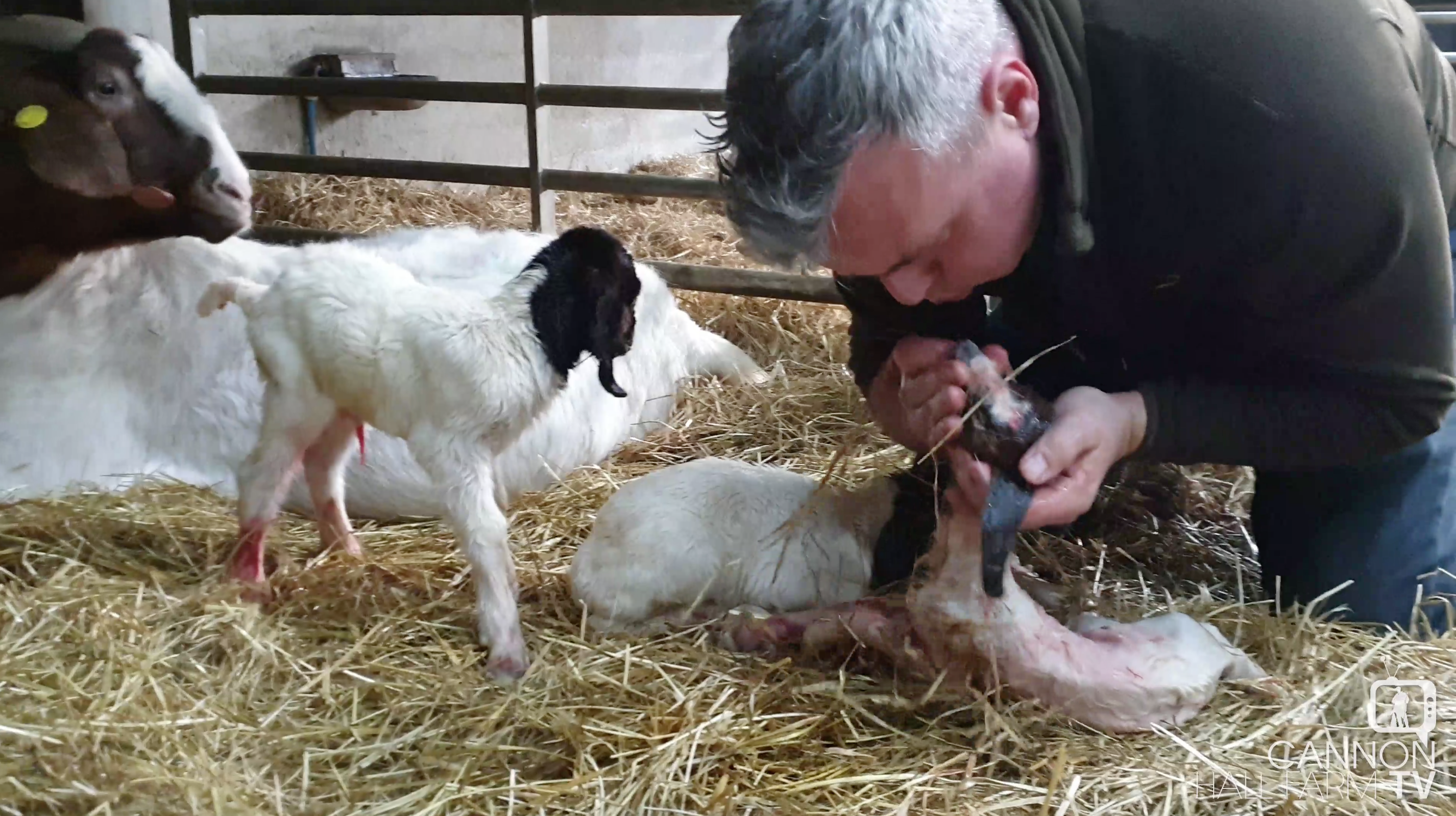 Goat Quads | Cannon Hall Farm