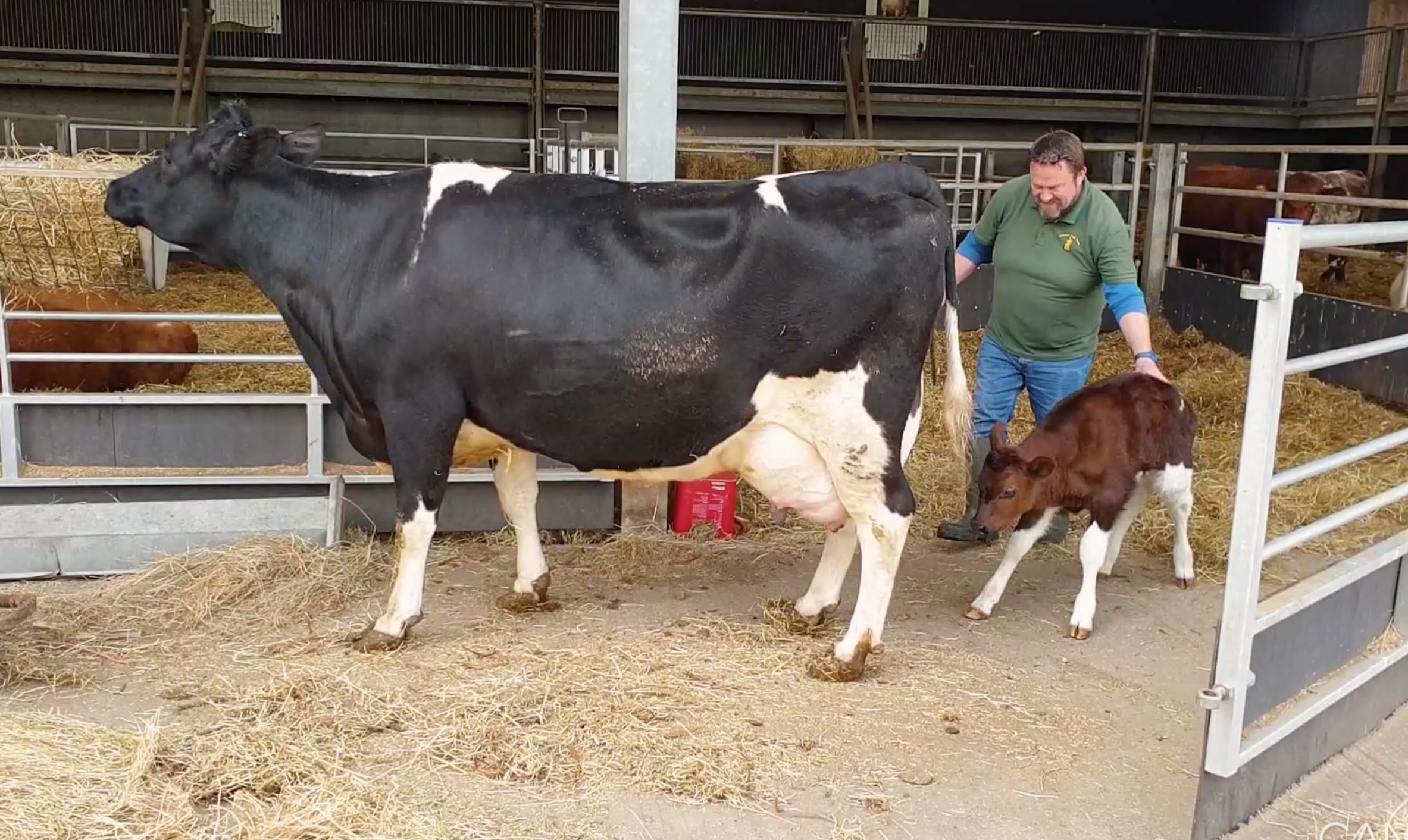 Lily and her calf | Cannon Hall Farm
