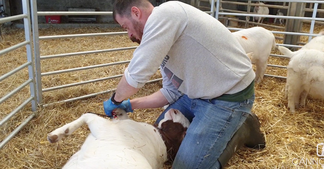 Trimming the goat’s feet! | Cannon Hall Farm