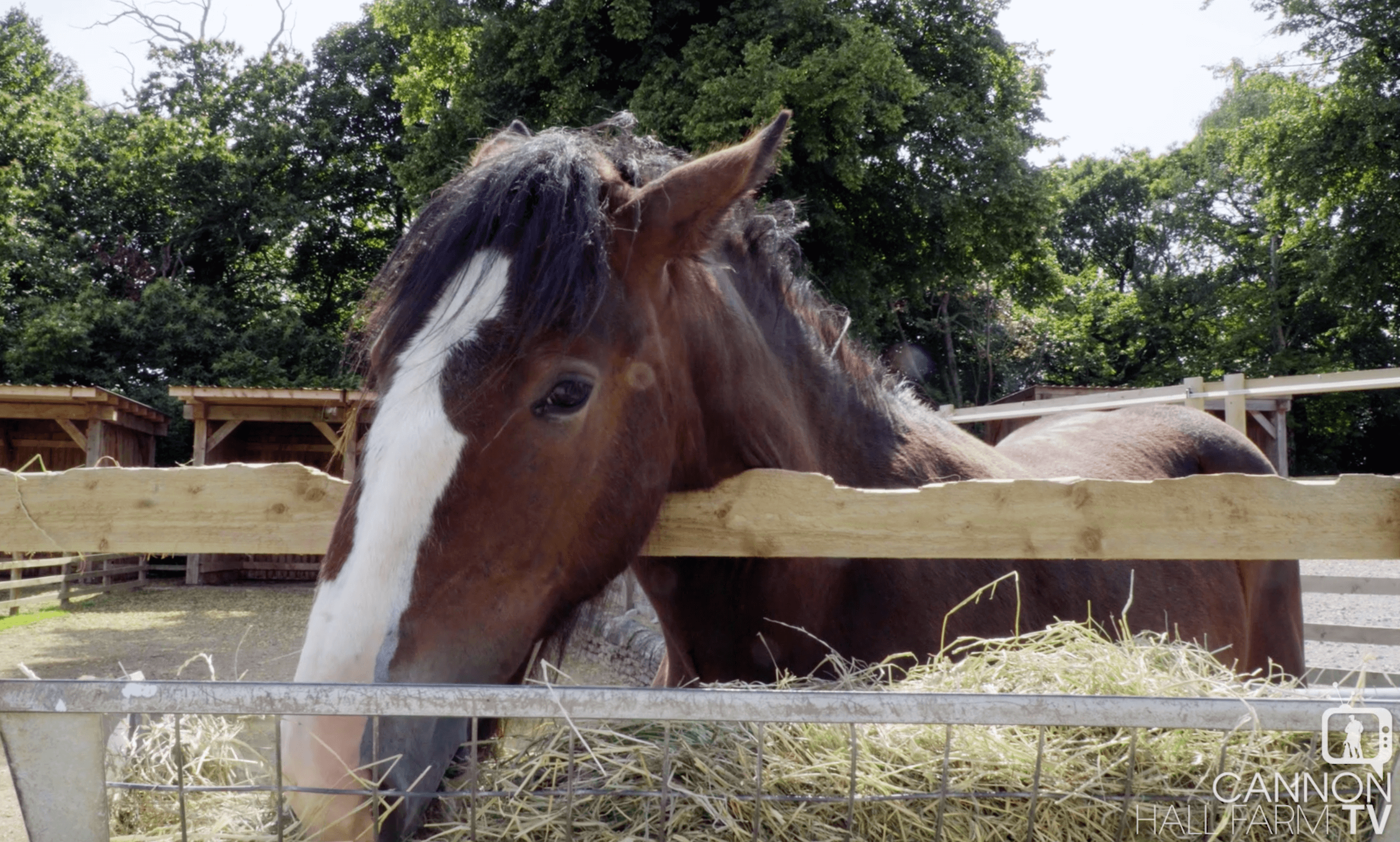 Our Shire Lottie | Cannon Hall Farm