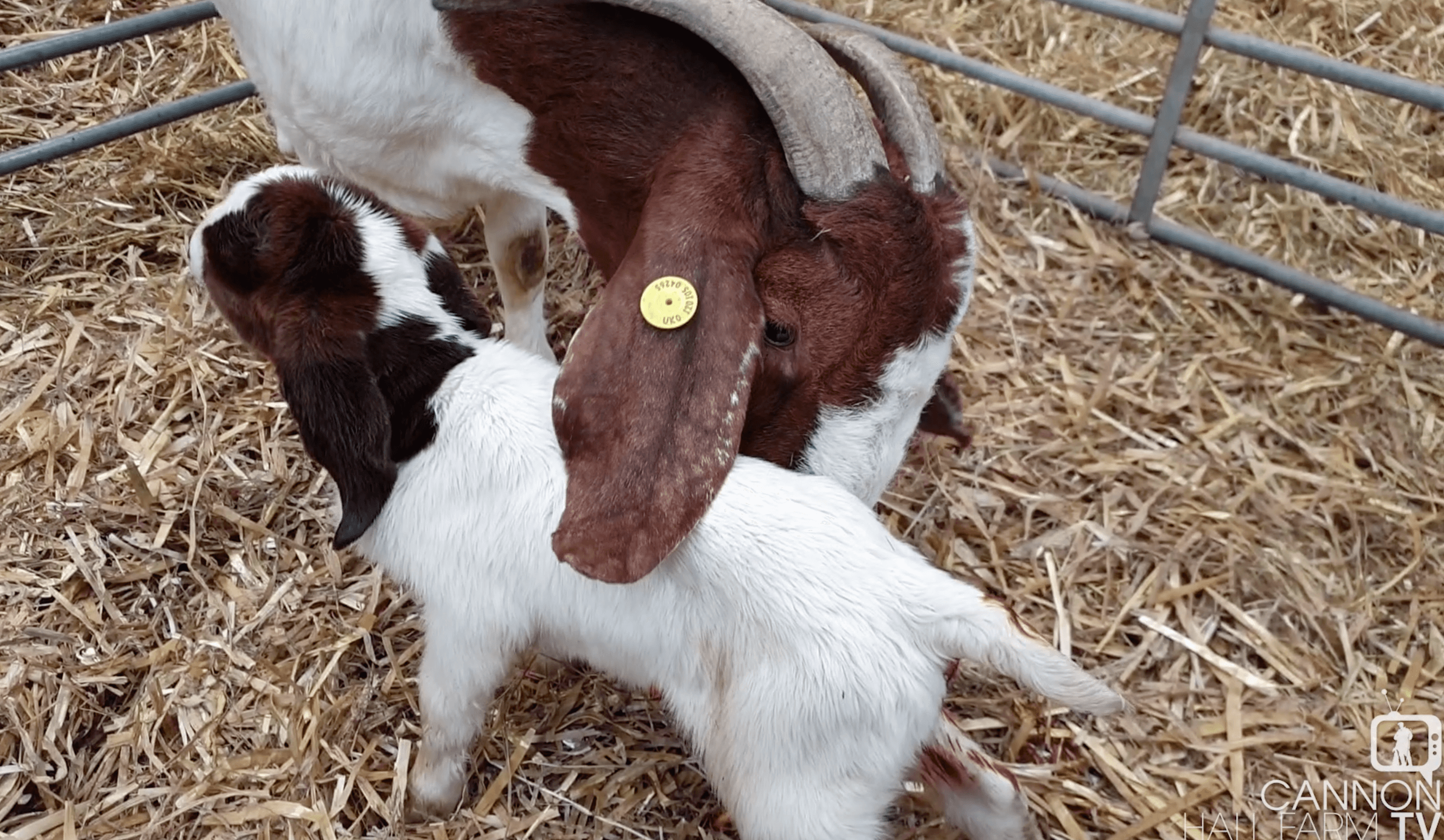 Our goats are kidding! | Cannon Hall Farm