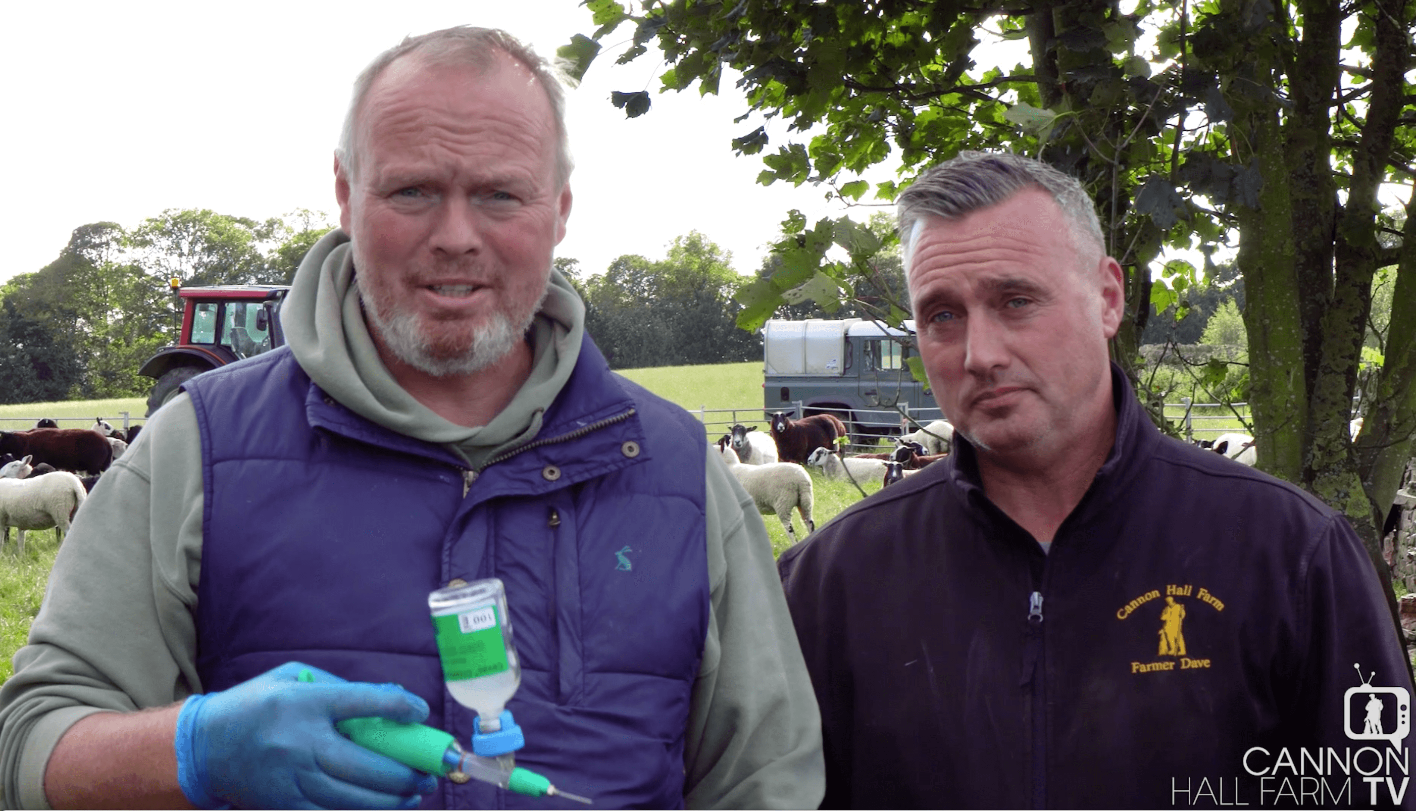 Vaccinating the sheep | Cannon Hall Farm