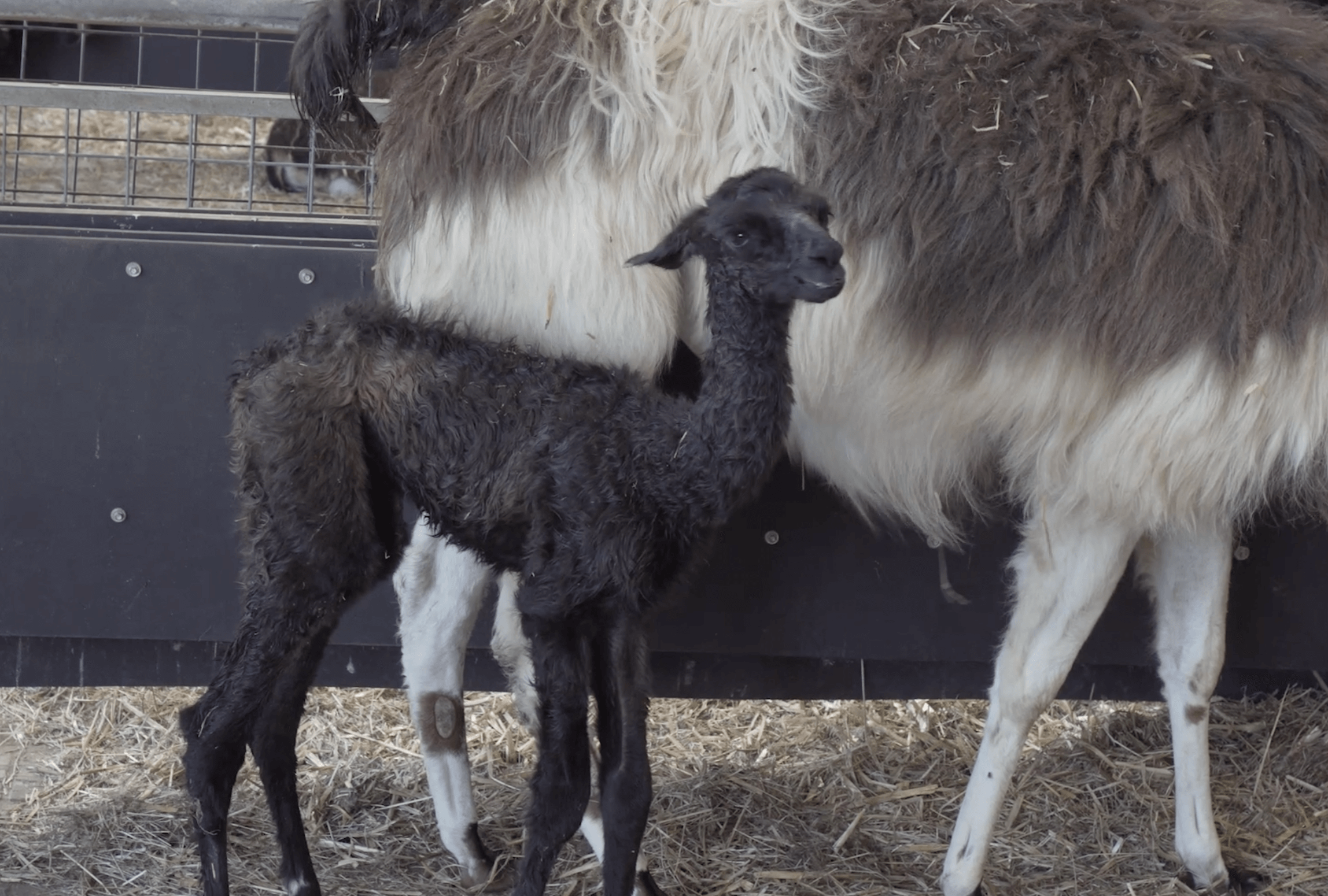 Live Llama Birth | Cannon Hall Farm