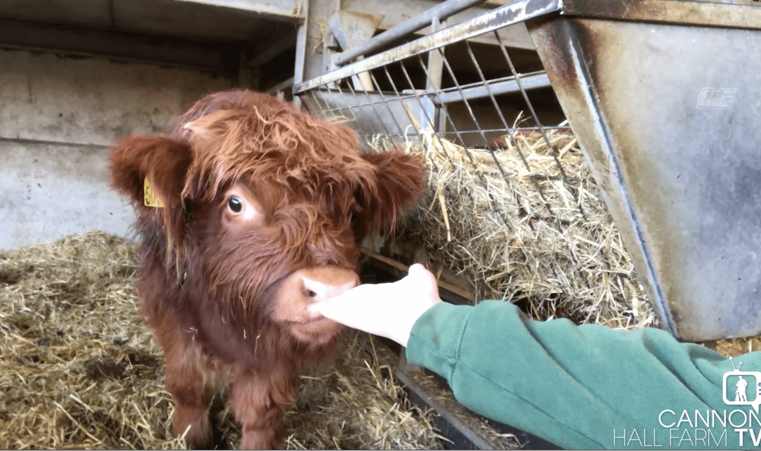 The Highland Cows | Cannon Hall Farm
