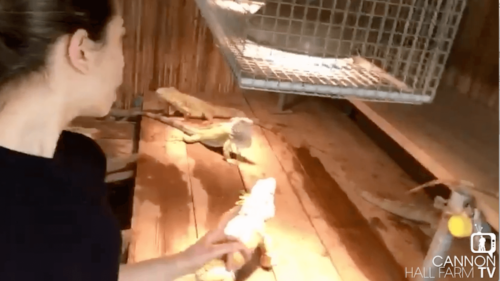 The reptile house | Cannon Hall Farm