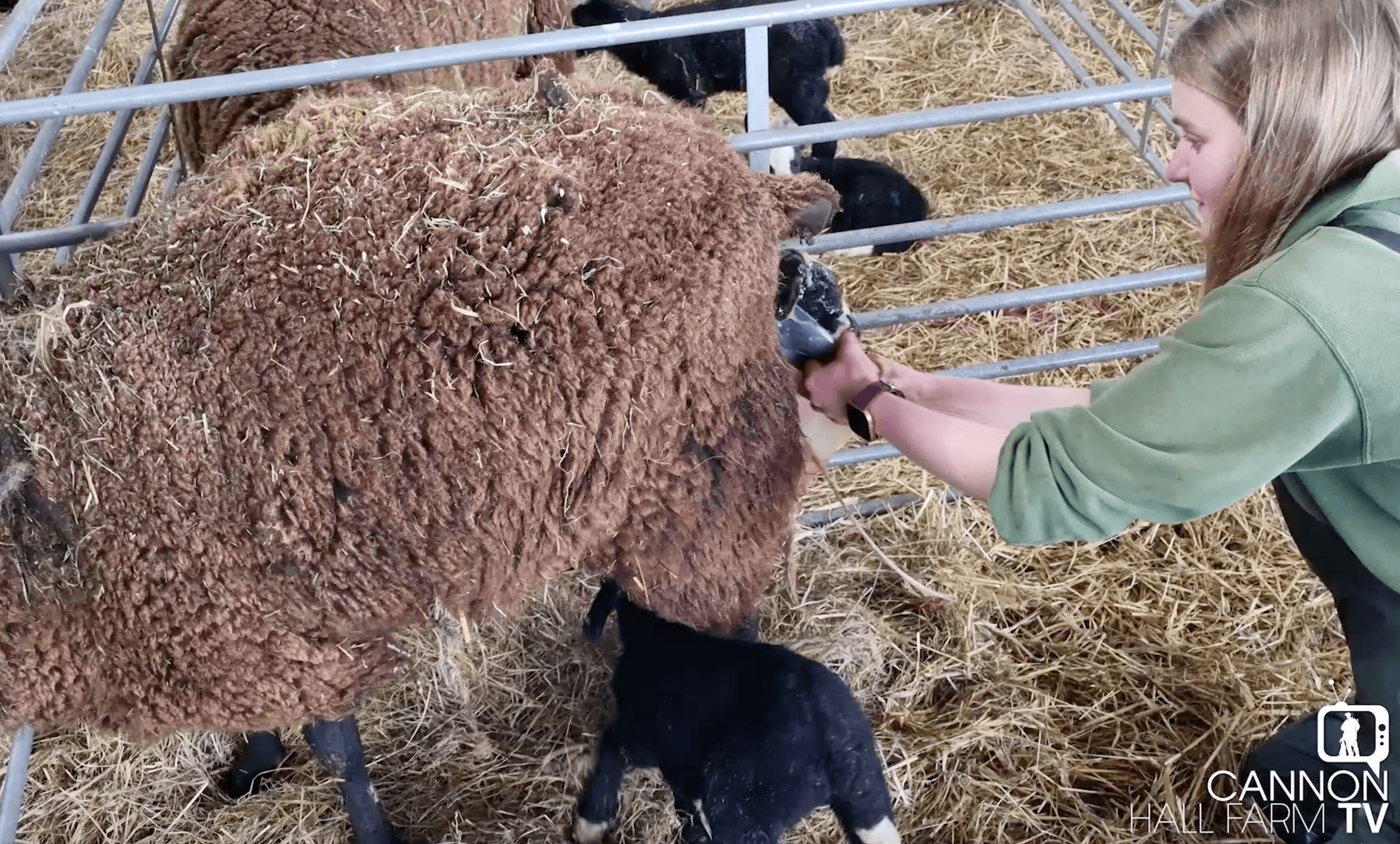 An assisted lambing | Cannon Hall Farm