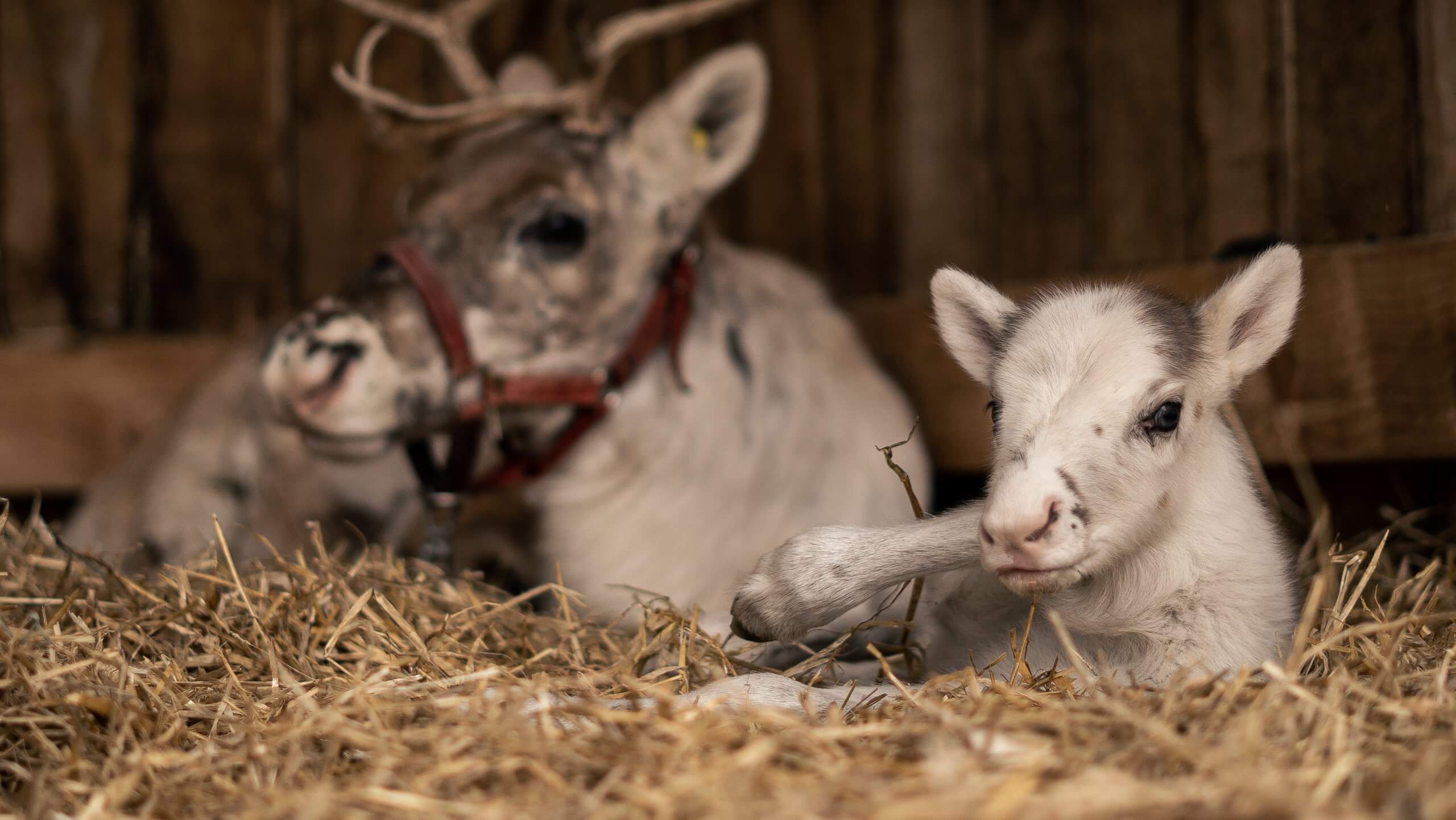 Christmas Comes Early Cannon Hall Farm christmas-comes-early-cannon-hall-farm