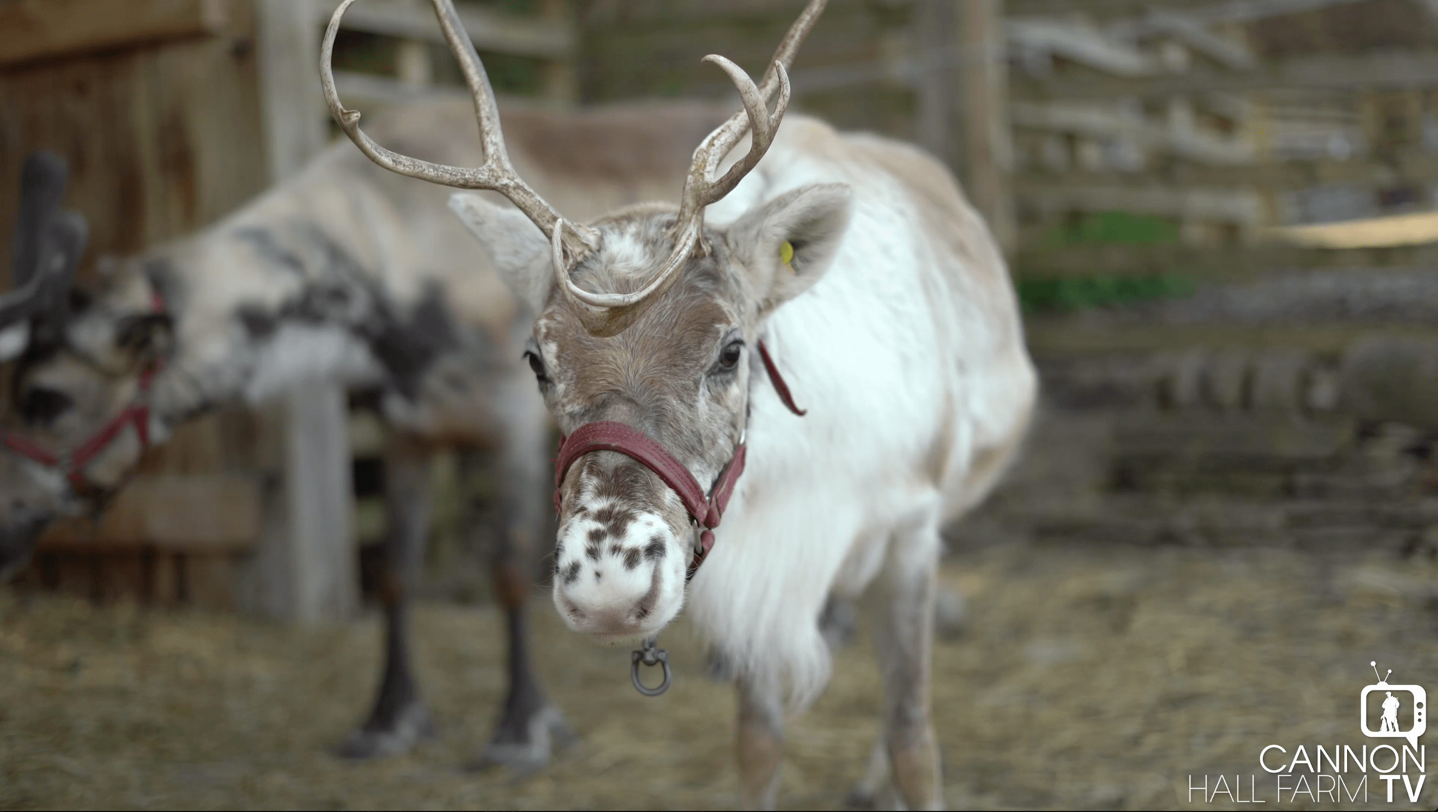 Reindeer Catch Up | Cannon Hall Farm