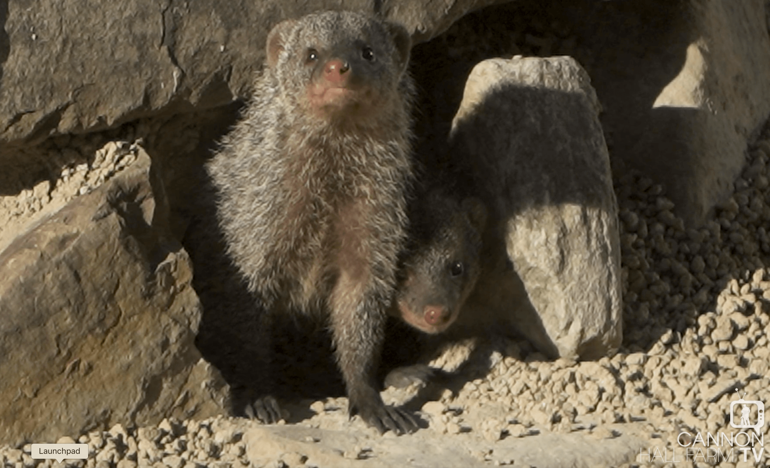 Our Mongoose | Cannon Hall Farm