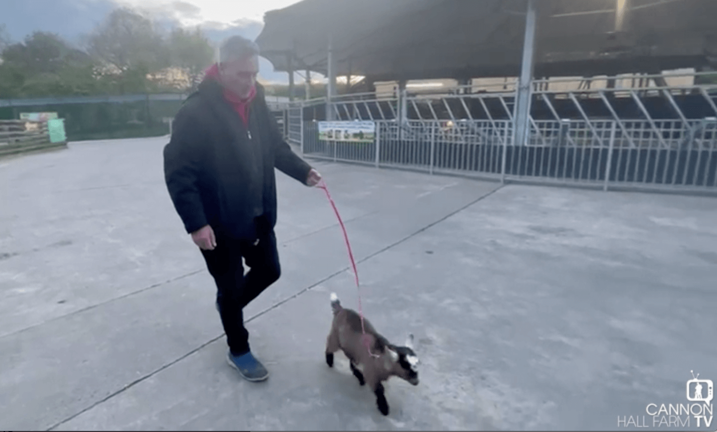 Training the sheep goat | Cannon Hall Farm