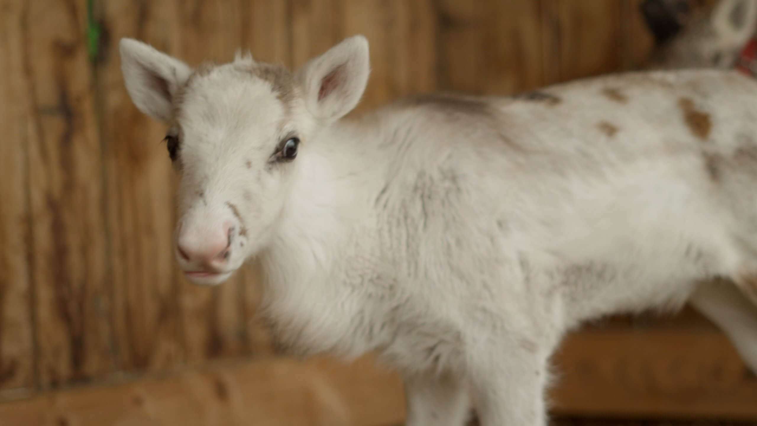 An official introduction | Cannon Hall Farm