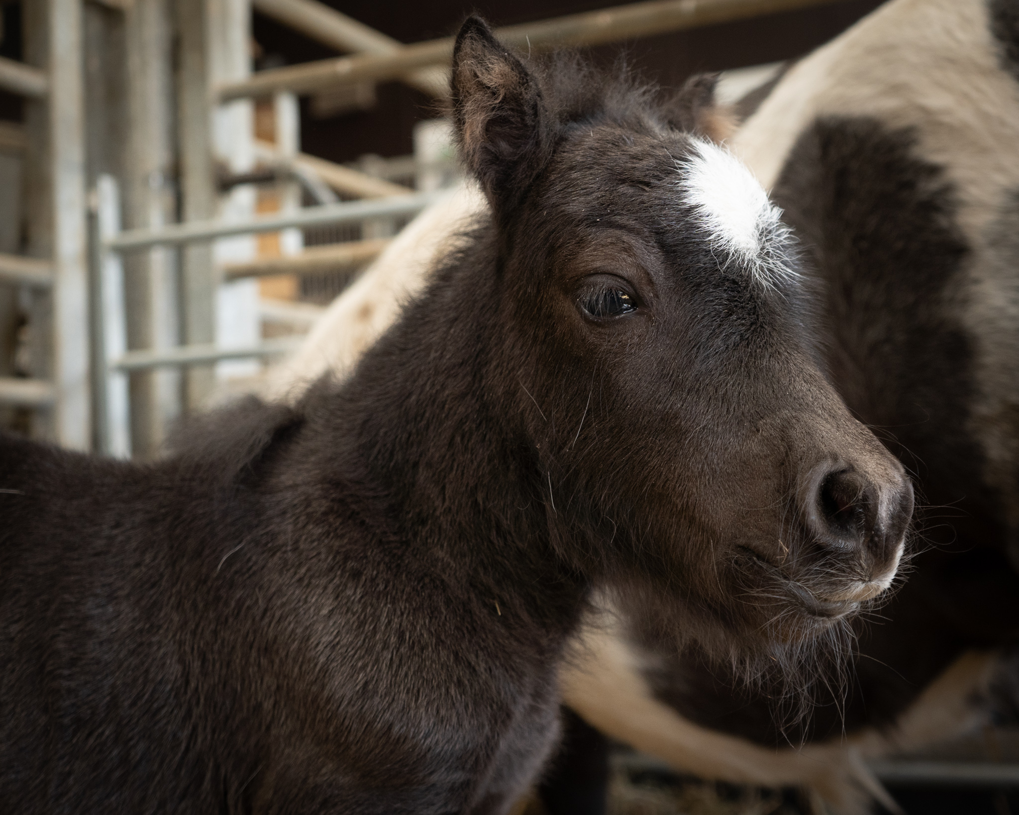 Pony M’s Filly Foal | Cannon Hall Farm