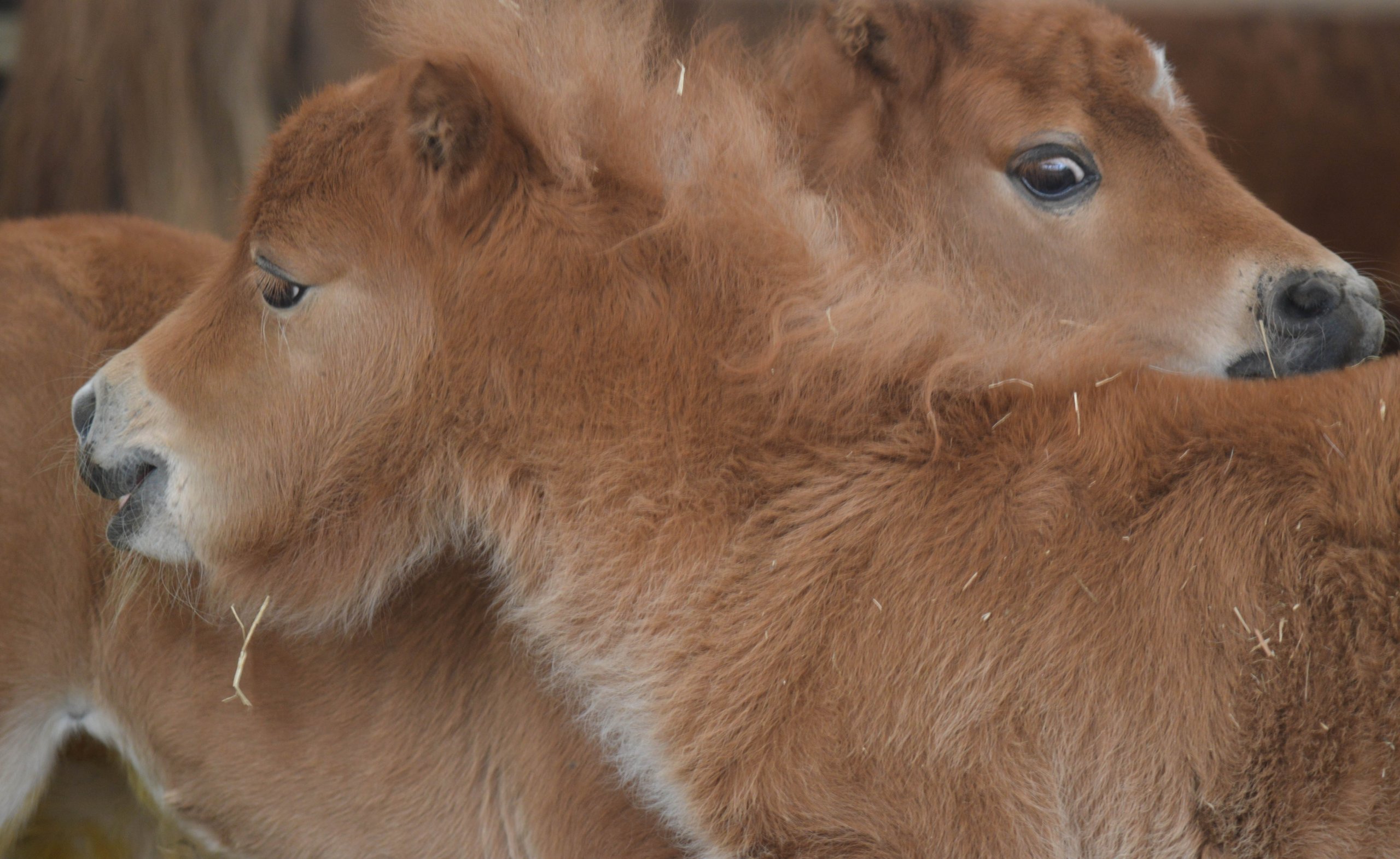 Double Vision Shetland Ponies | Cannon Hall Farm