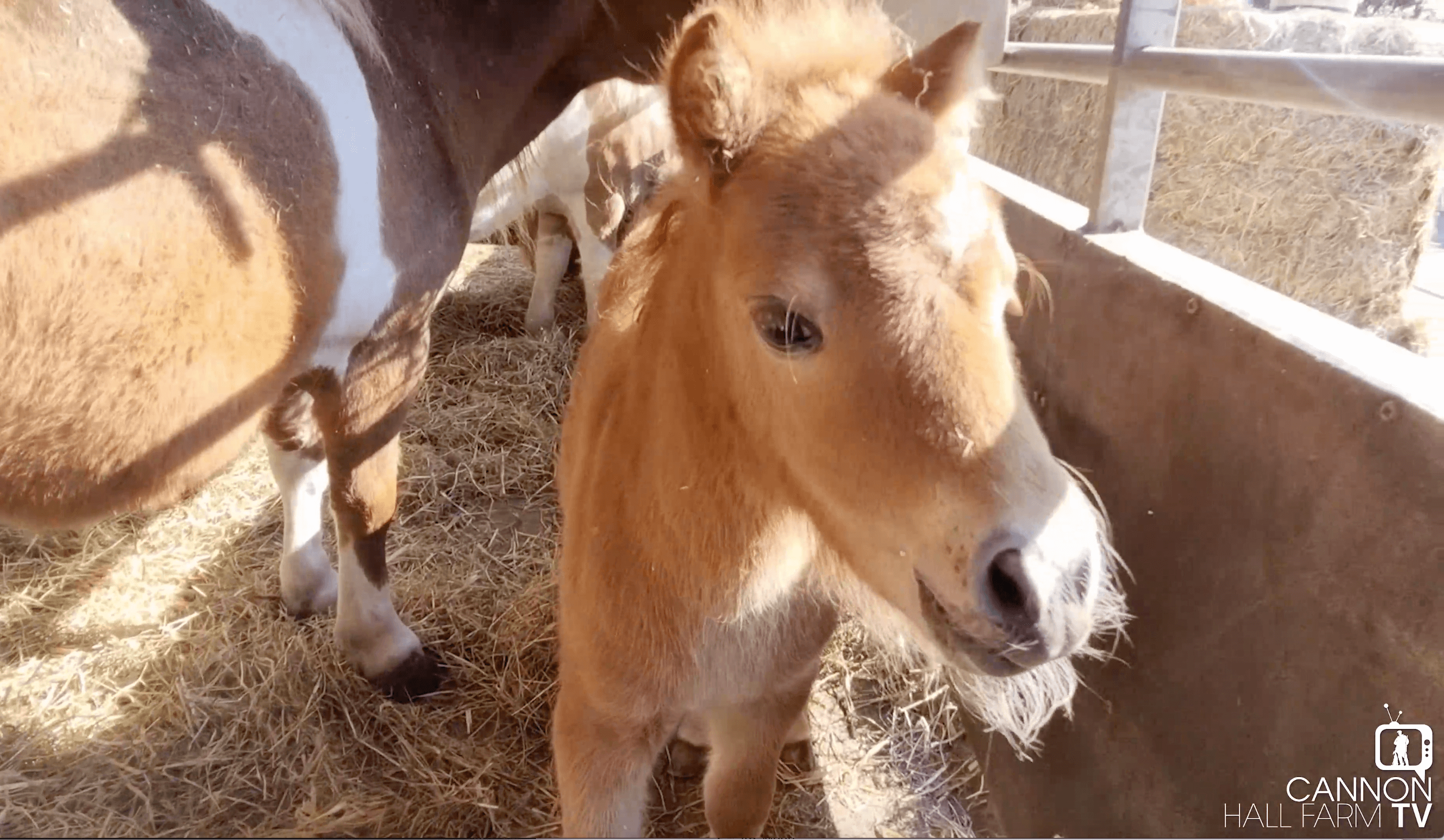 Just the cutest! | Cannon Hall Farm