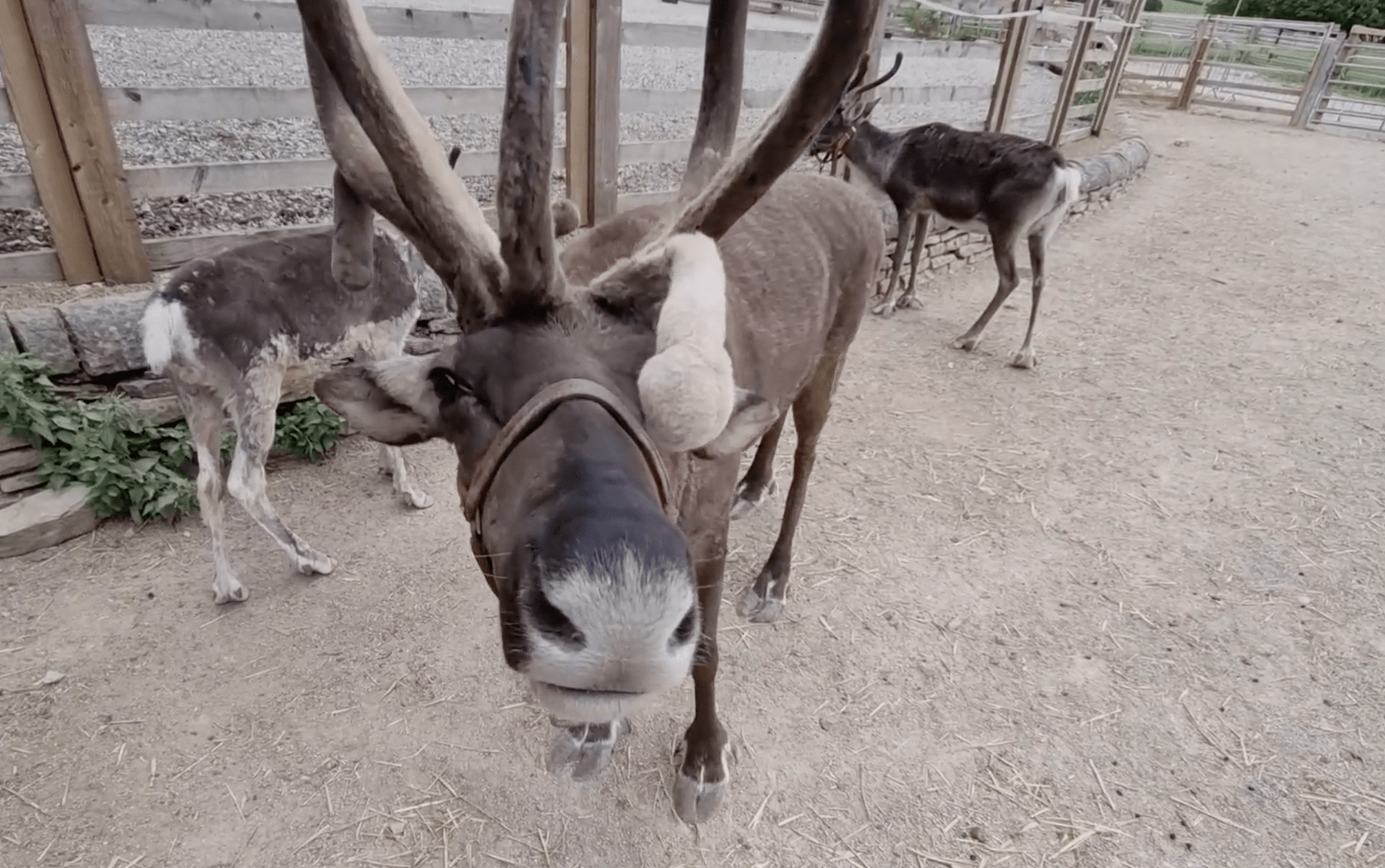 Checking in with reindeer Roger | Cannon Hall Farm