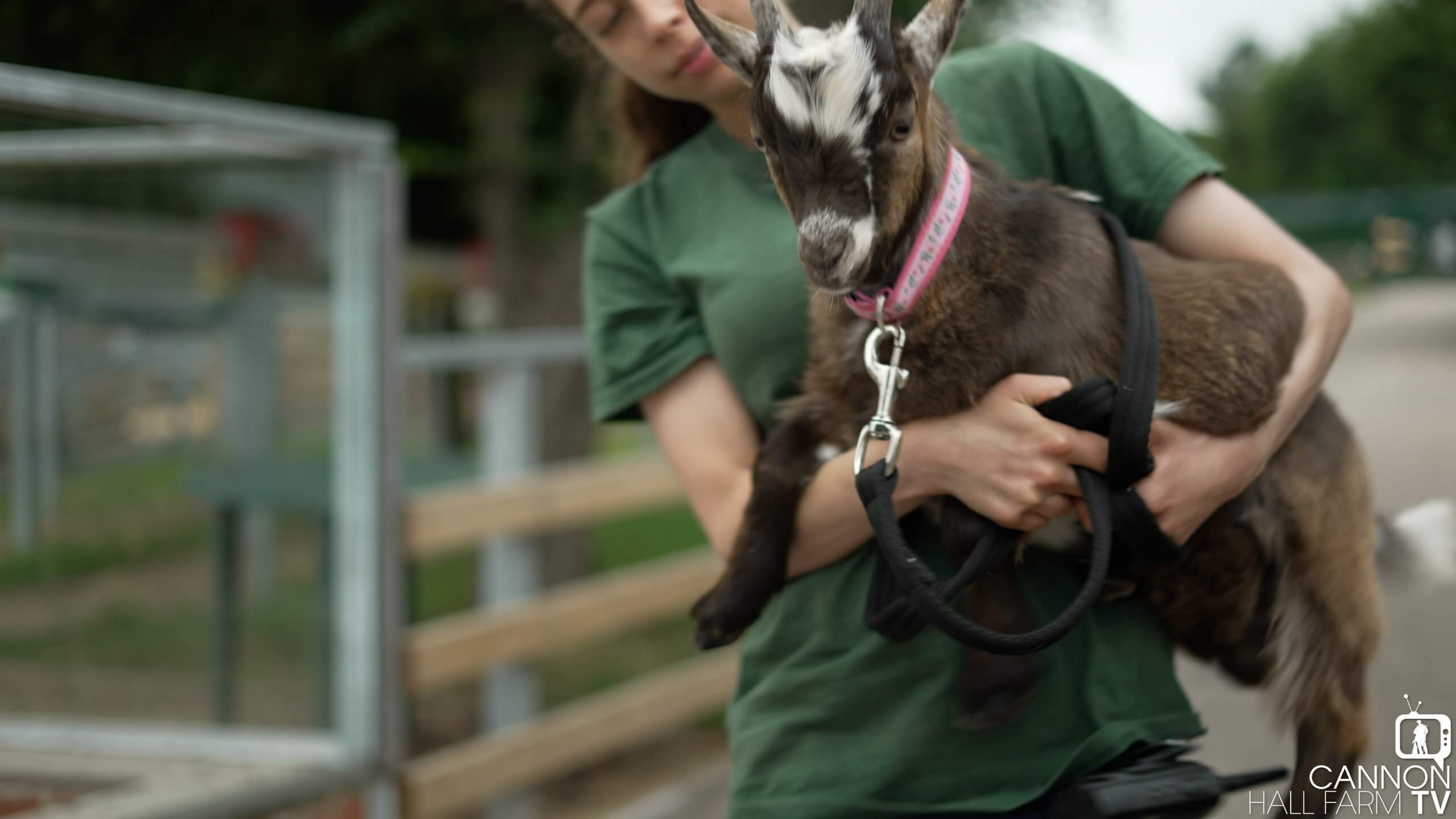 Noddy moves house | Cannon Hall Farm