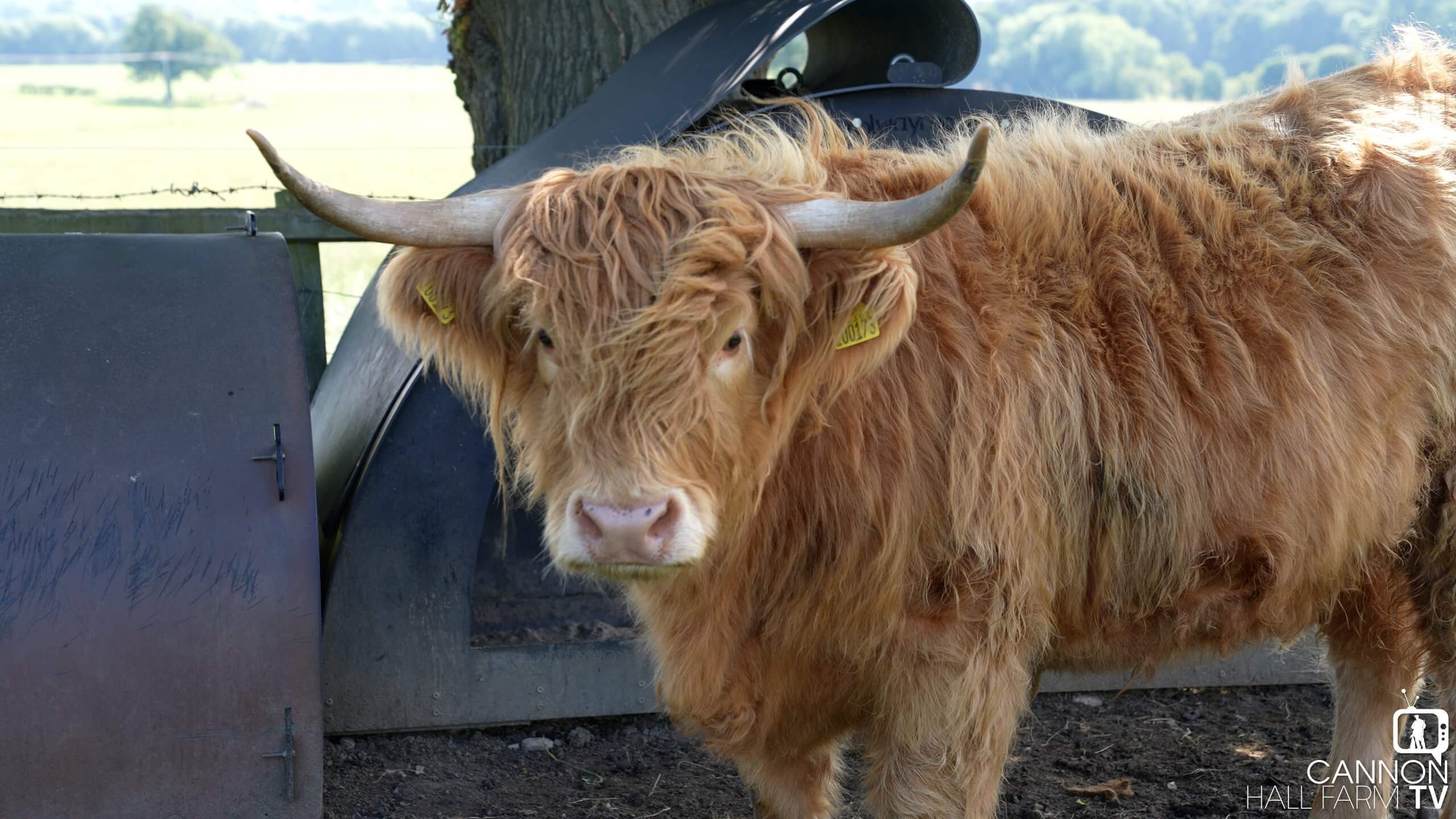 Our Highland Cows | Cannon Hall Farm