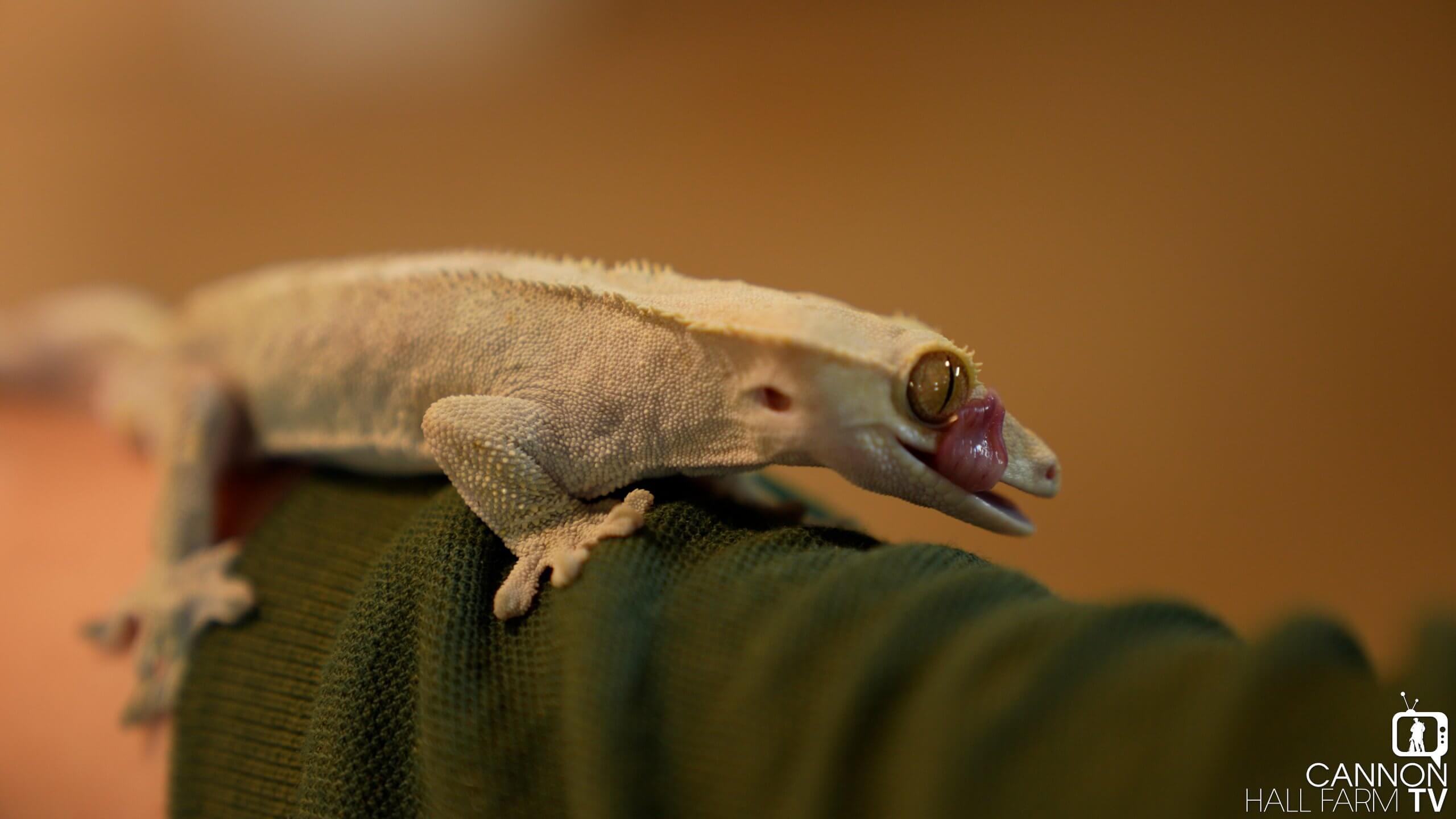 Snowy the gecko | Cannon Hall Farm