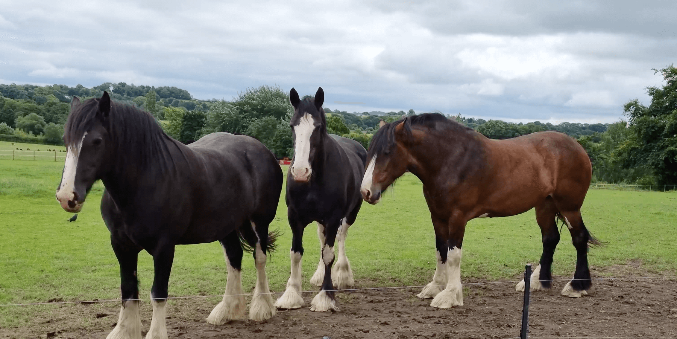 The Shire Horses | Cannon Hall Farm