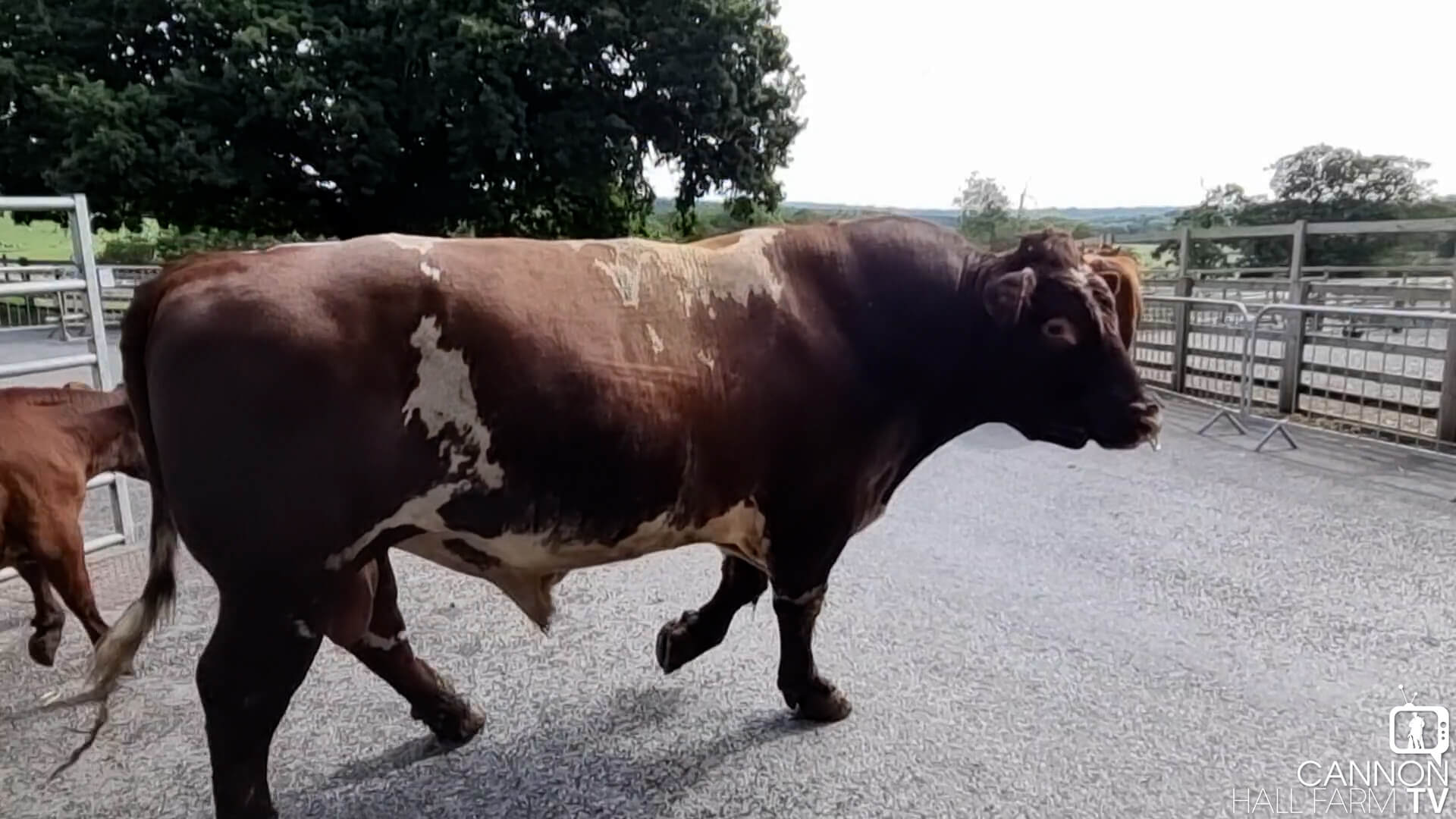 Jeremy and his cows | Cannon Hall Farm