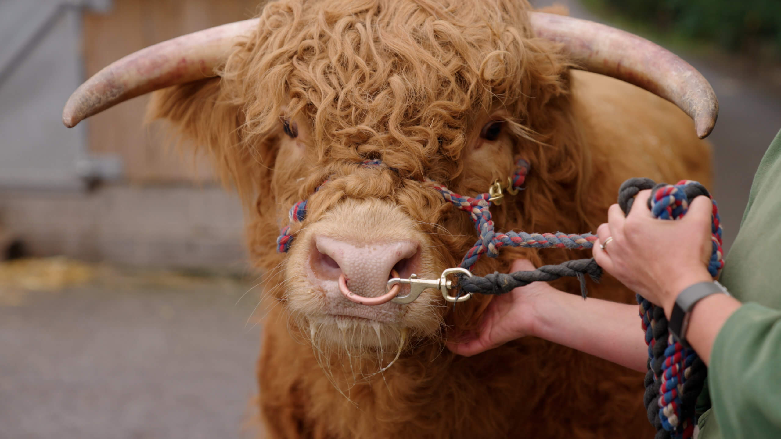 Training Ted | Cannon Hall Farm