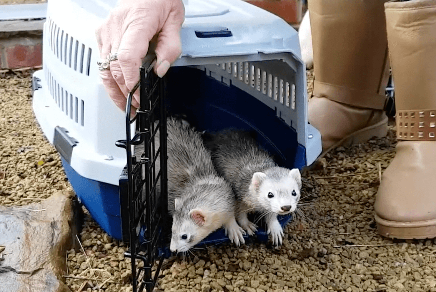 New ferrets | Cannon Hall Farm