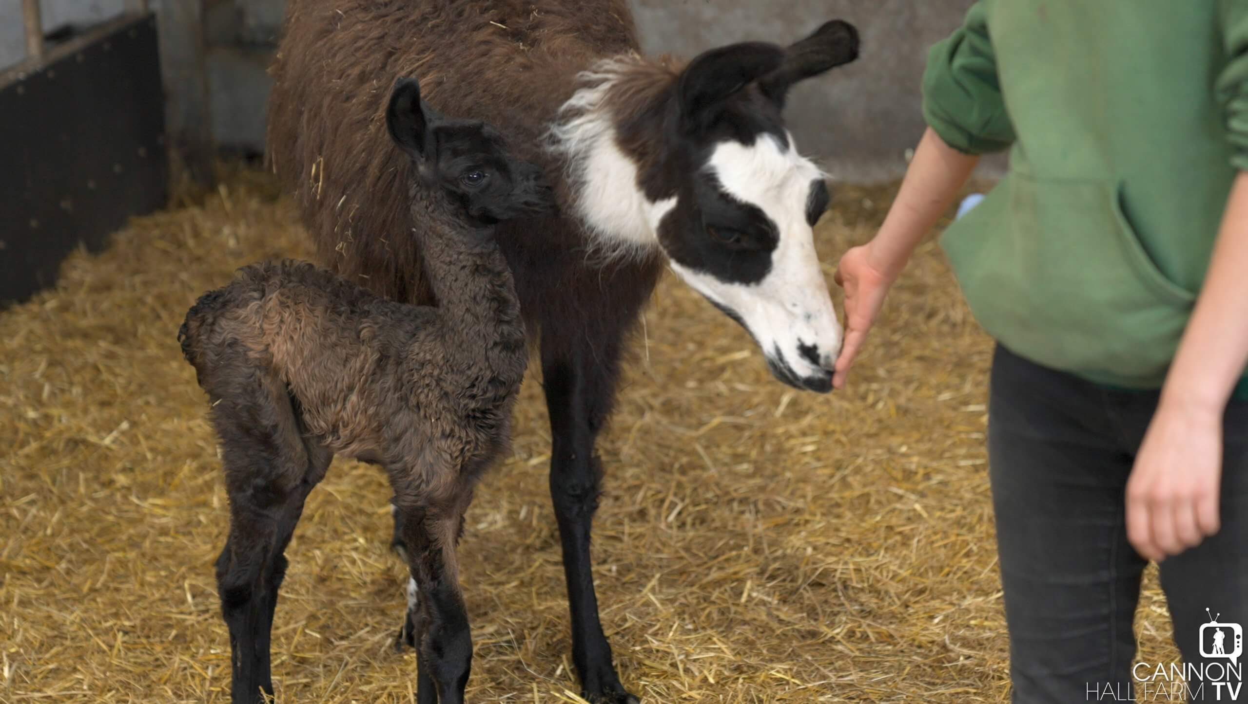 An update on our latest arrival | Cannon Hall Farm