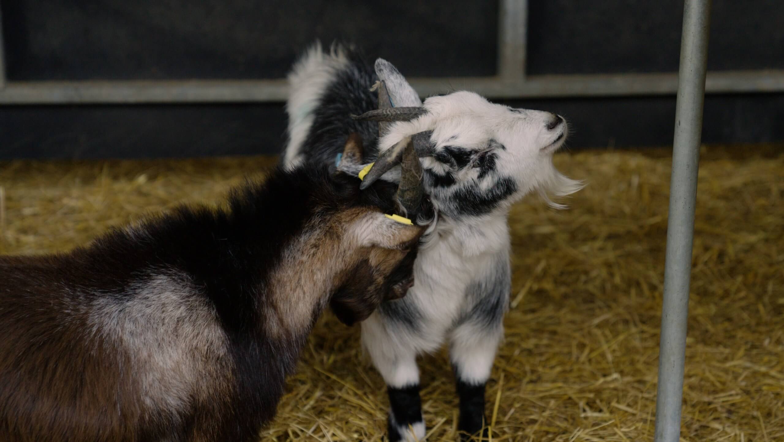 A big day for little Noddy | Cannon Hall Farm