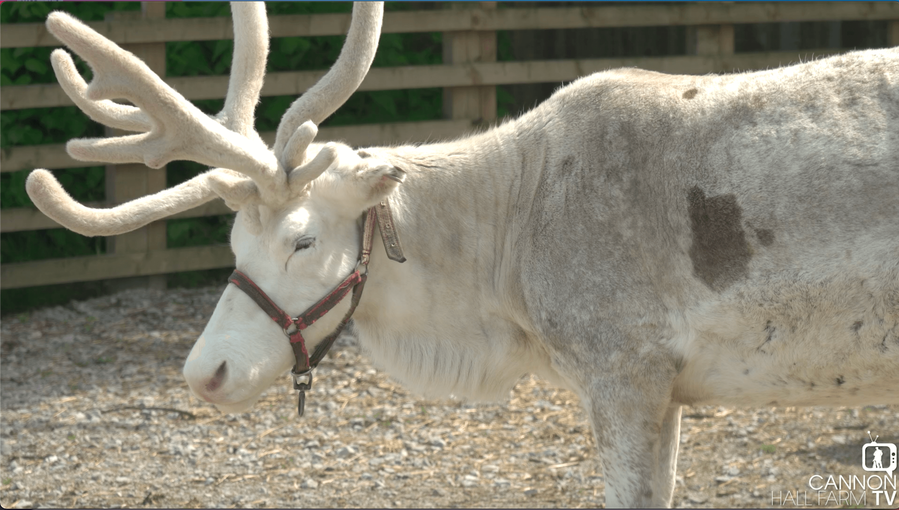 Merry Christmas from Cannon Hall Farm | Cannon Hall Farm