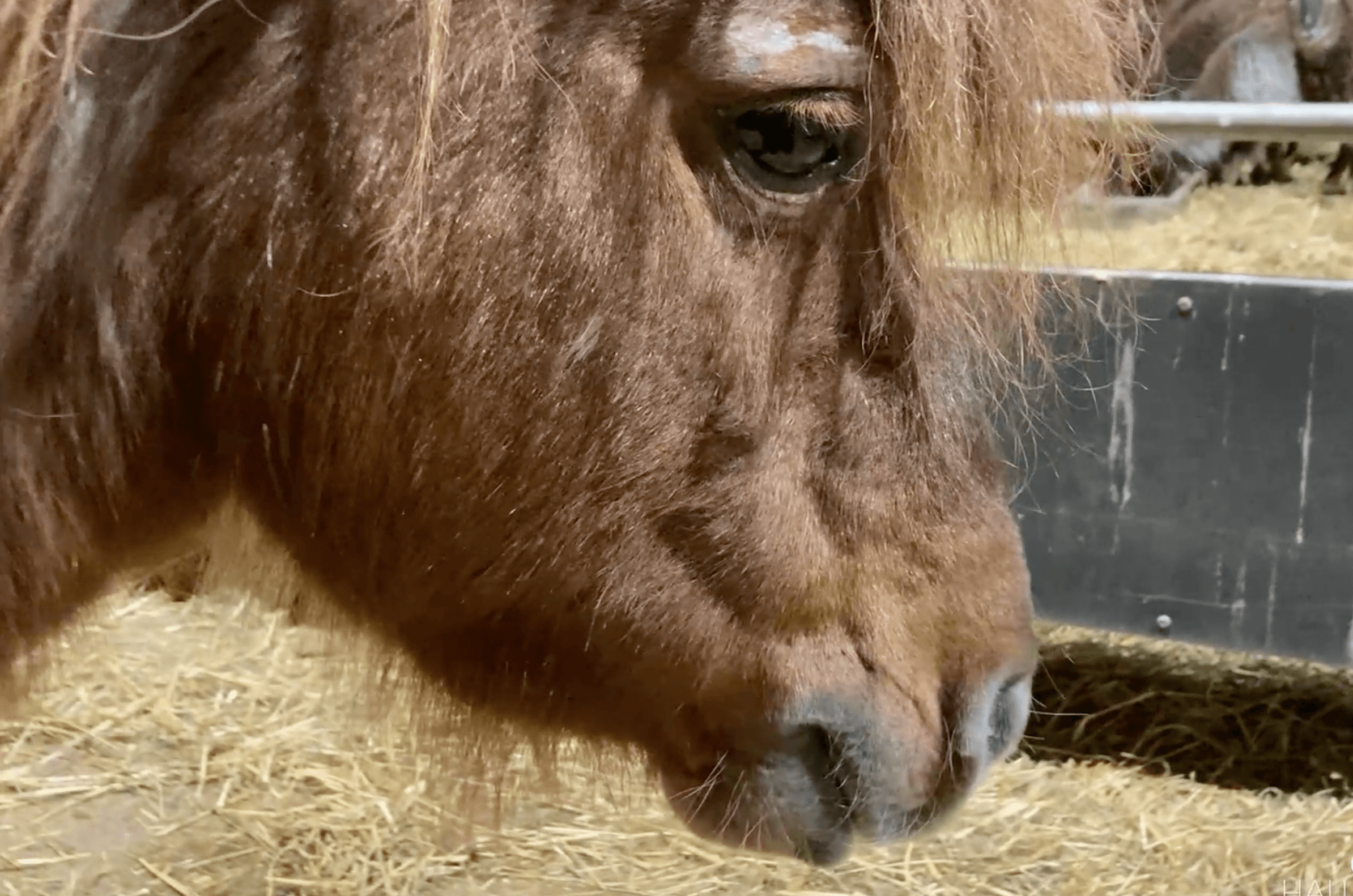 The original rock star pony | Cannon Hall Farm