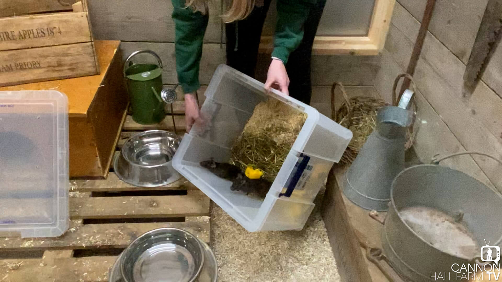 New arrivals | Cannon Hall Farm