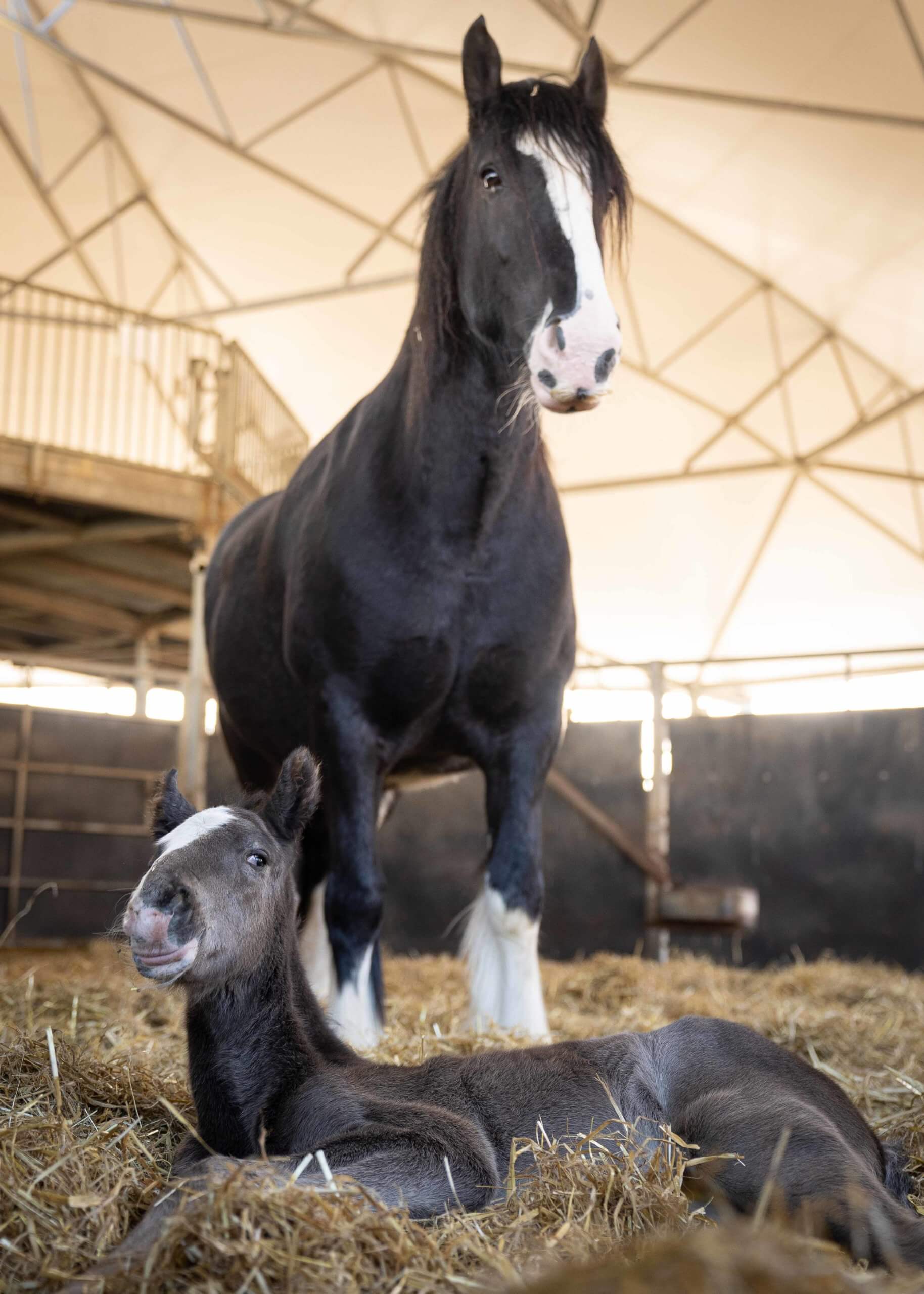Triumph and tragedy at Cannon Hall Farm | Cannon Hall Farm