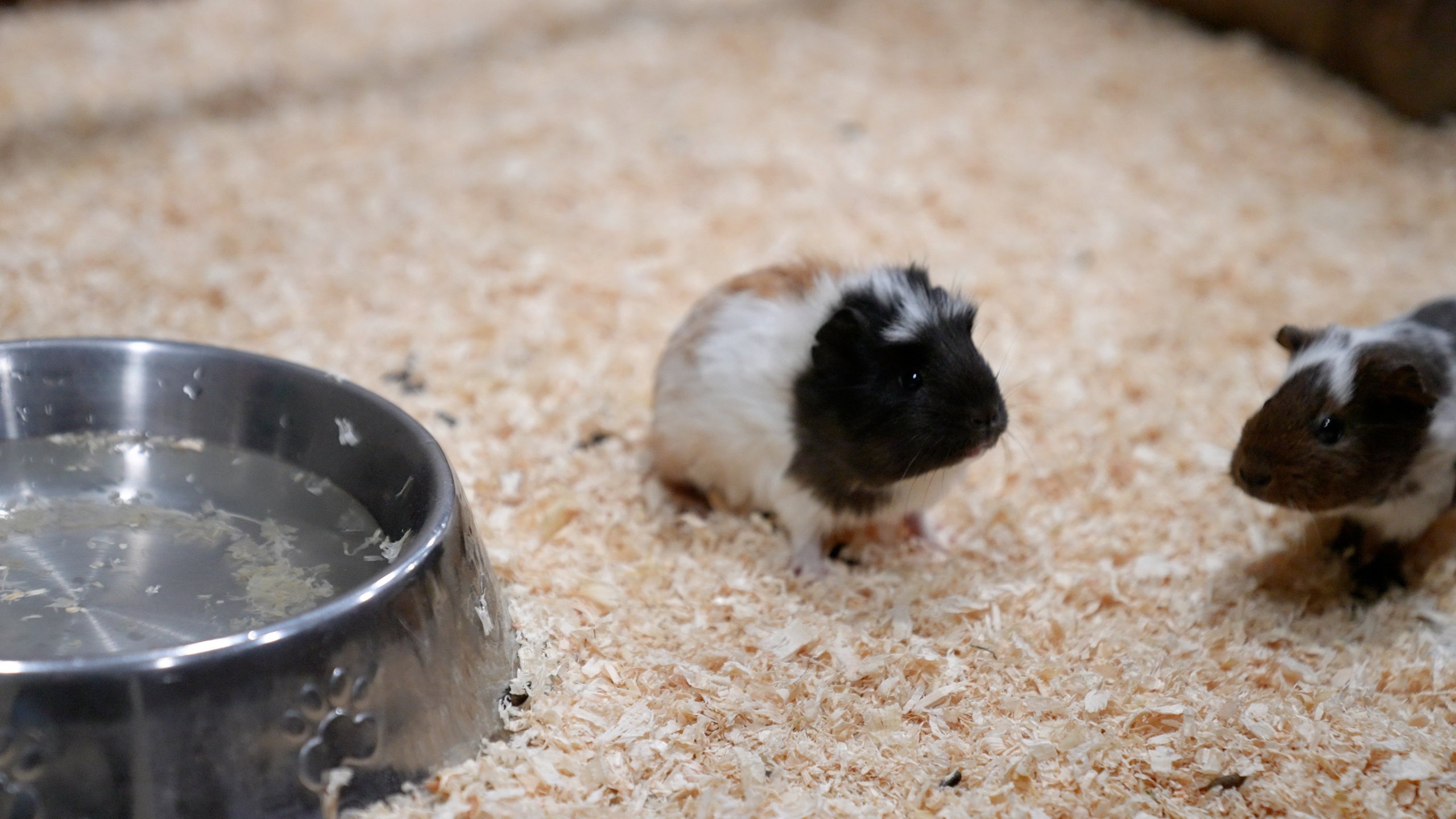 Untitled | Cannon Hall Farm