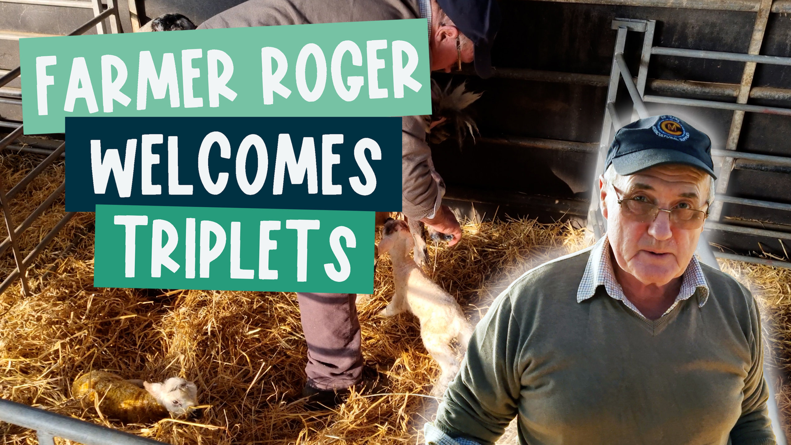 Farmer Roger’s Triplets | Cannon Hall Farm