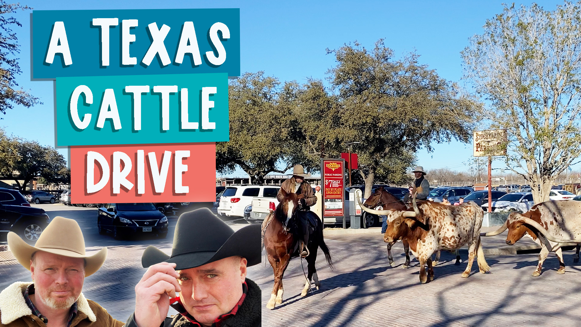Rob and Dave’s Big Texas Rodeo: Cattle Drive | Cannon Hall Farm
