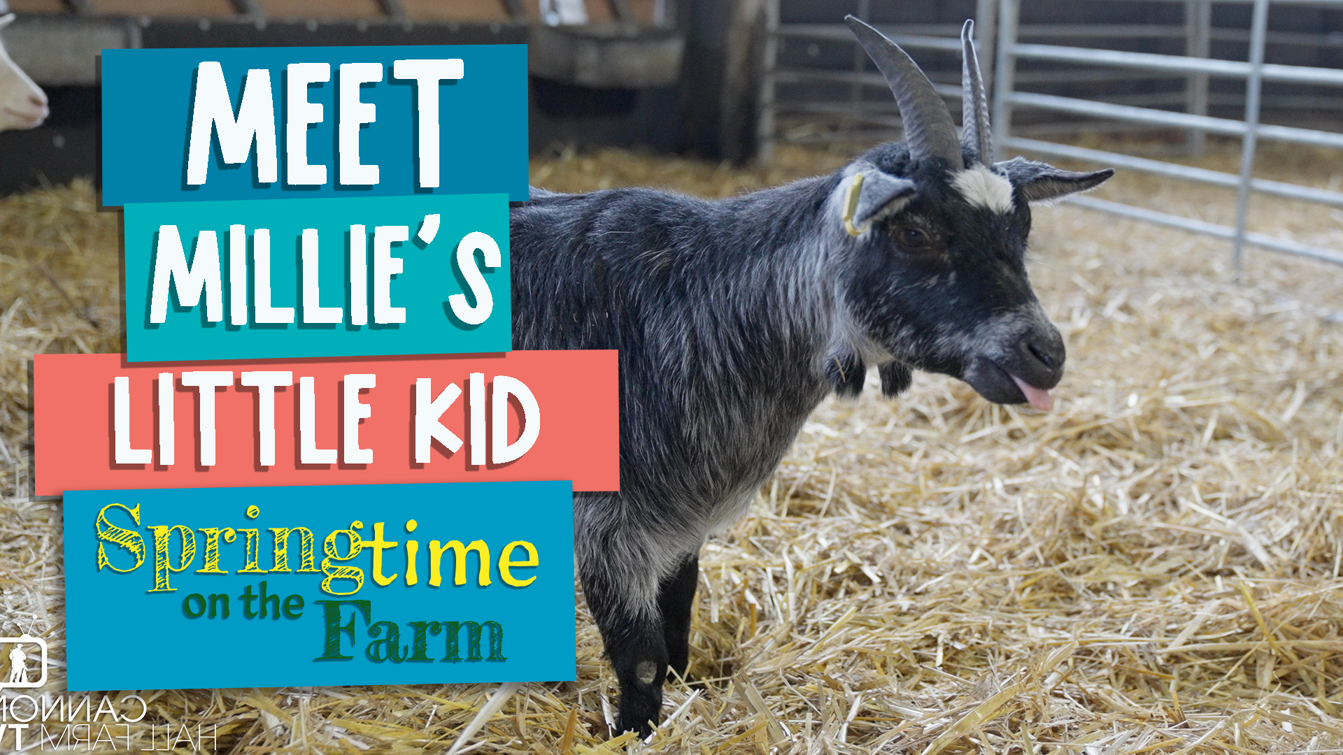 Springtime on the Farm: Millie | Cannon Hall Farm