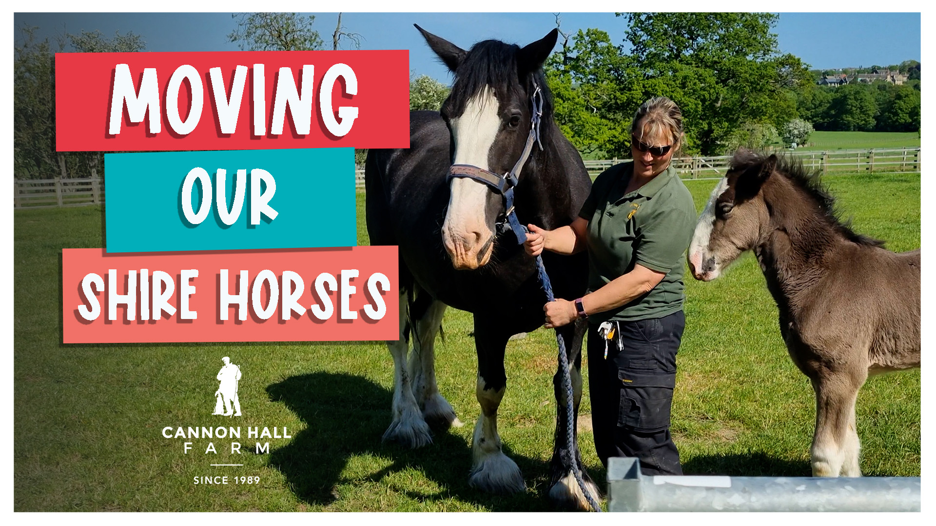 Checking in with the Shires - Cannon Hall Farm | Cannon Hall Farm