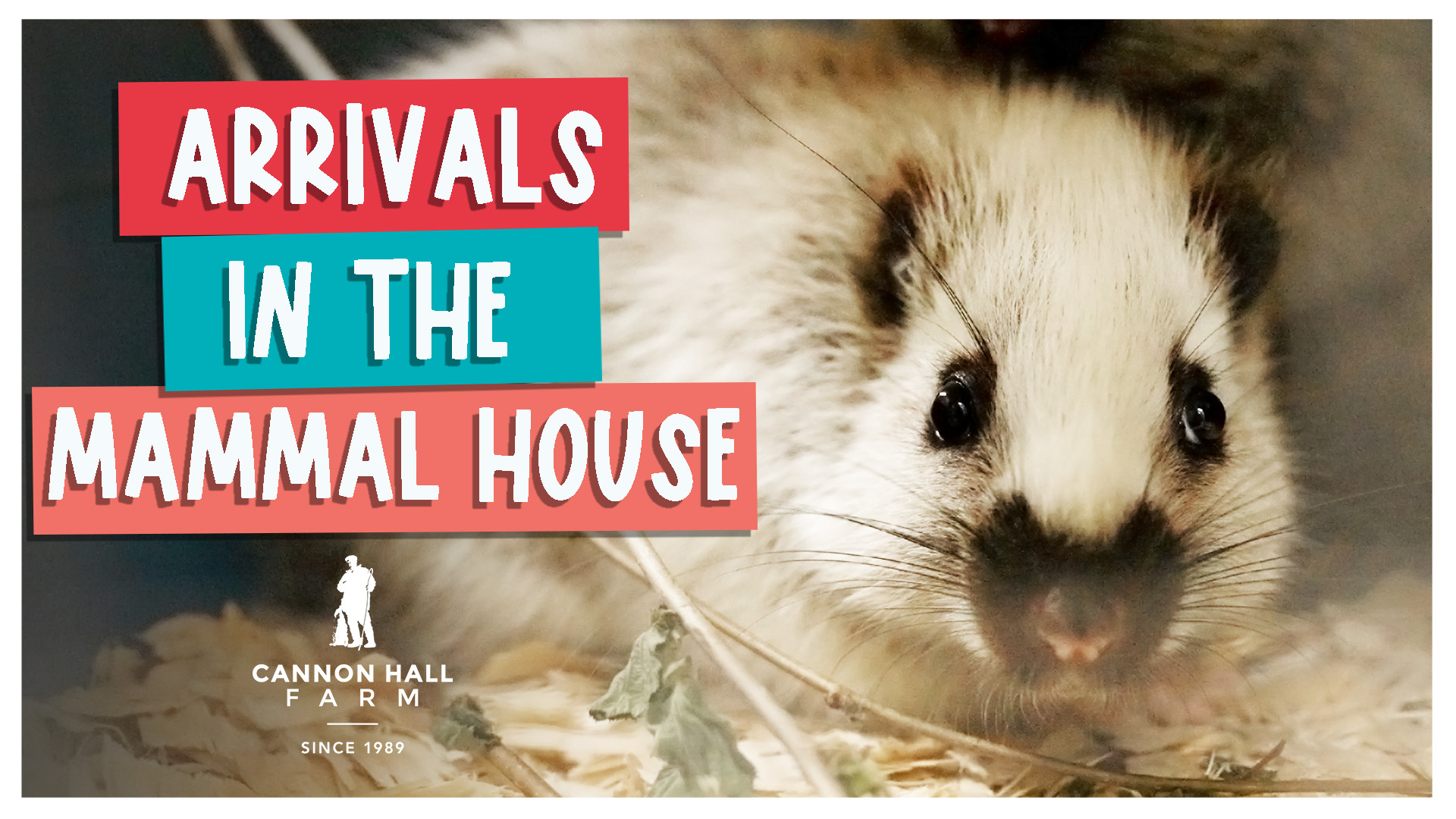 Some rare new arrivals - Cannon Hall Farm | Cannon Hall Farm