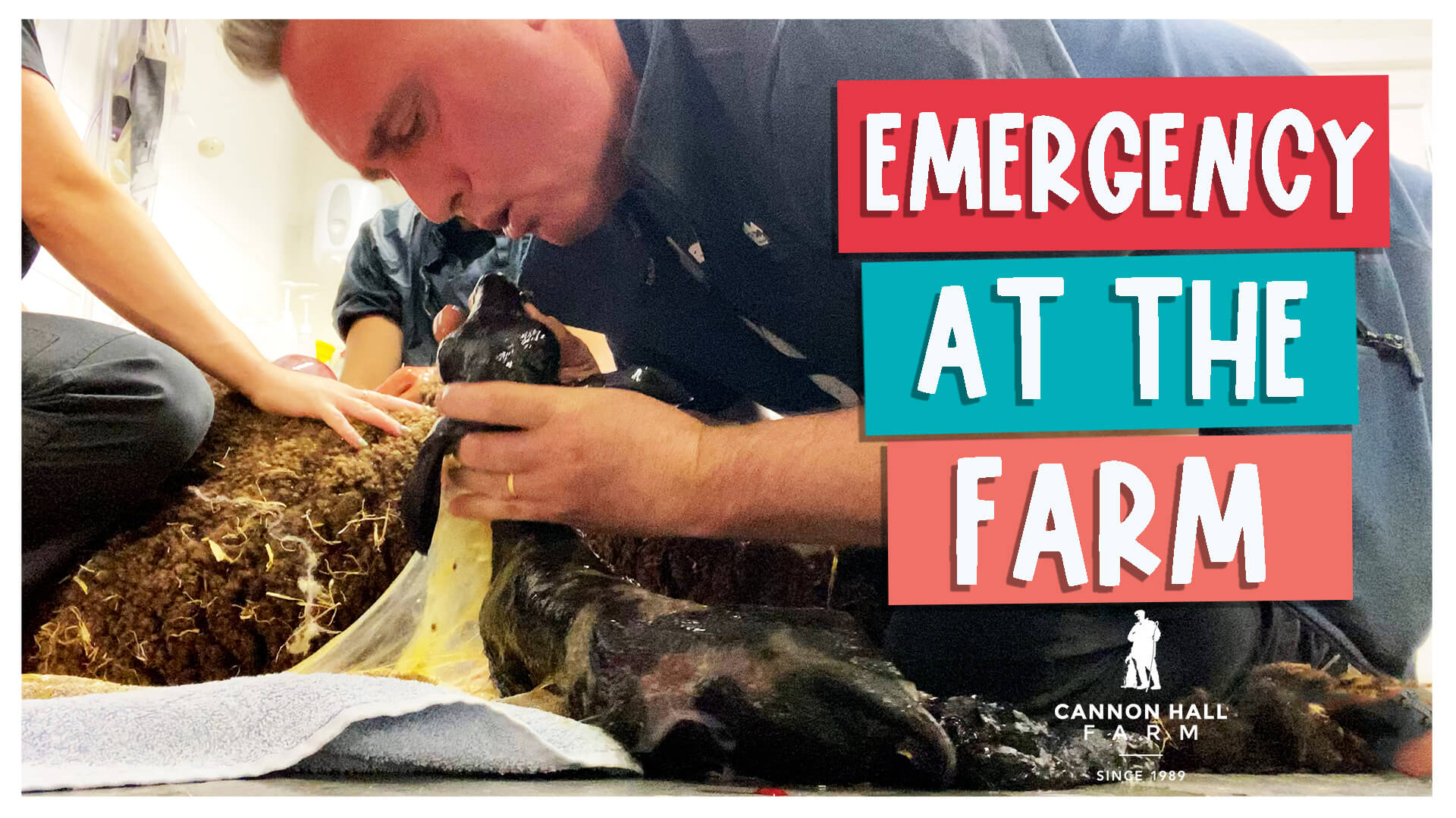 An Emergency Intervention | Cannon Hall Farm