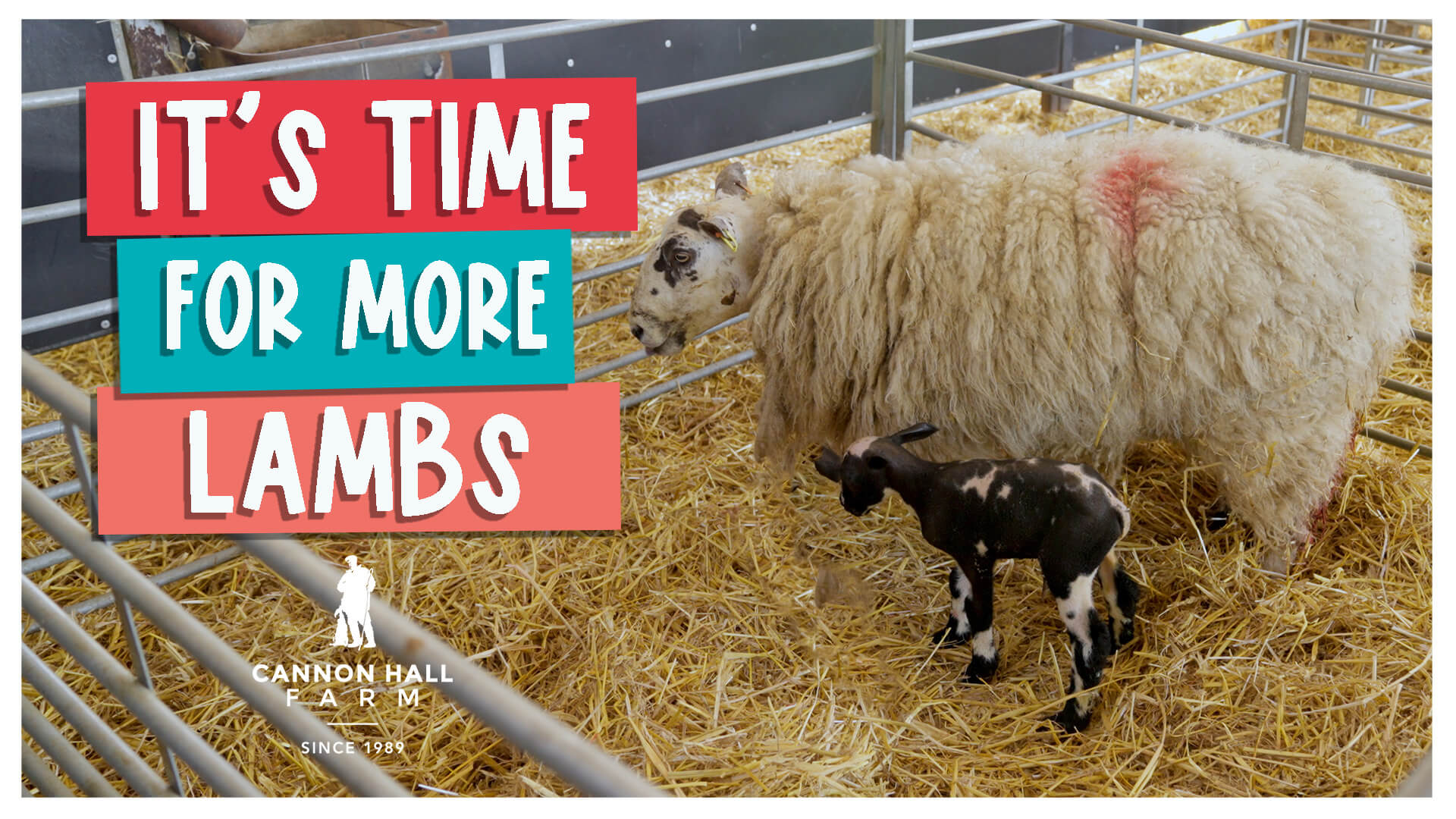 Dutch Spotted Lamb | Cannon Hall Farm