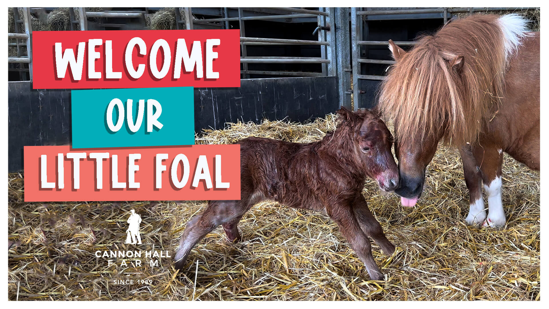 Our new arrival | Cannon Hall Farm